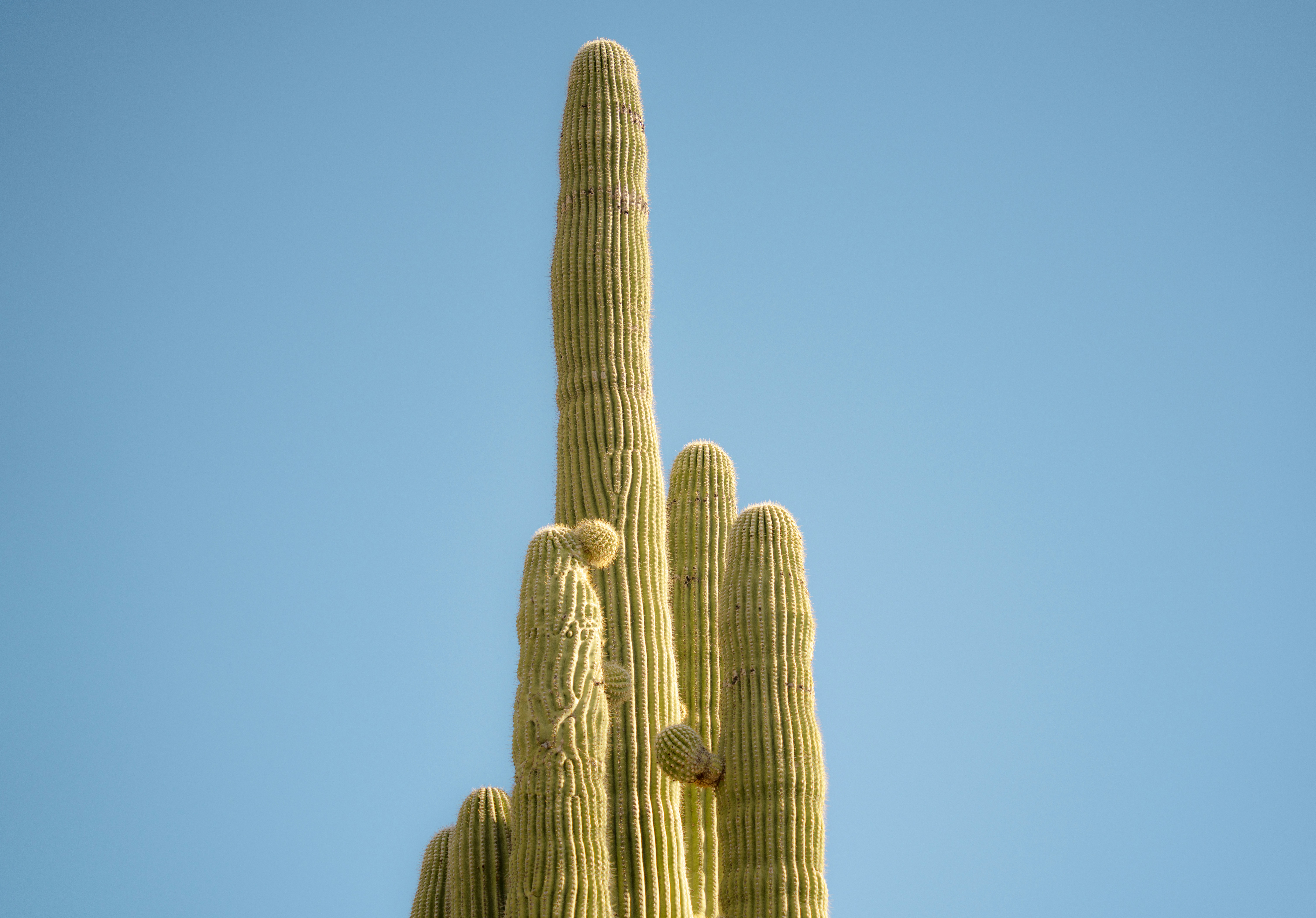 Azure Spires: A Cluster of Desert Cacti Reaching Toward a Clear Sky