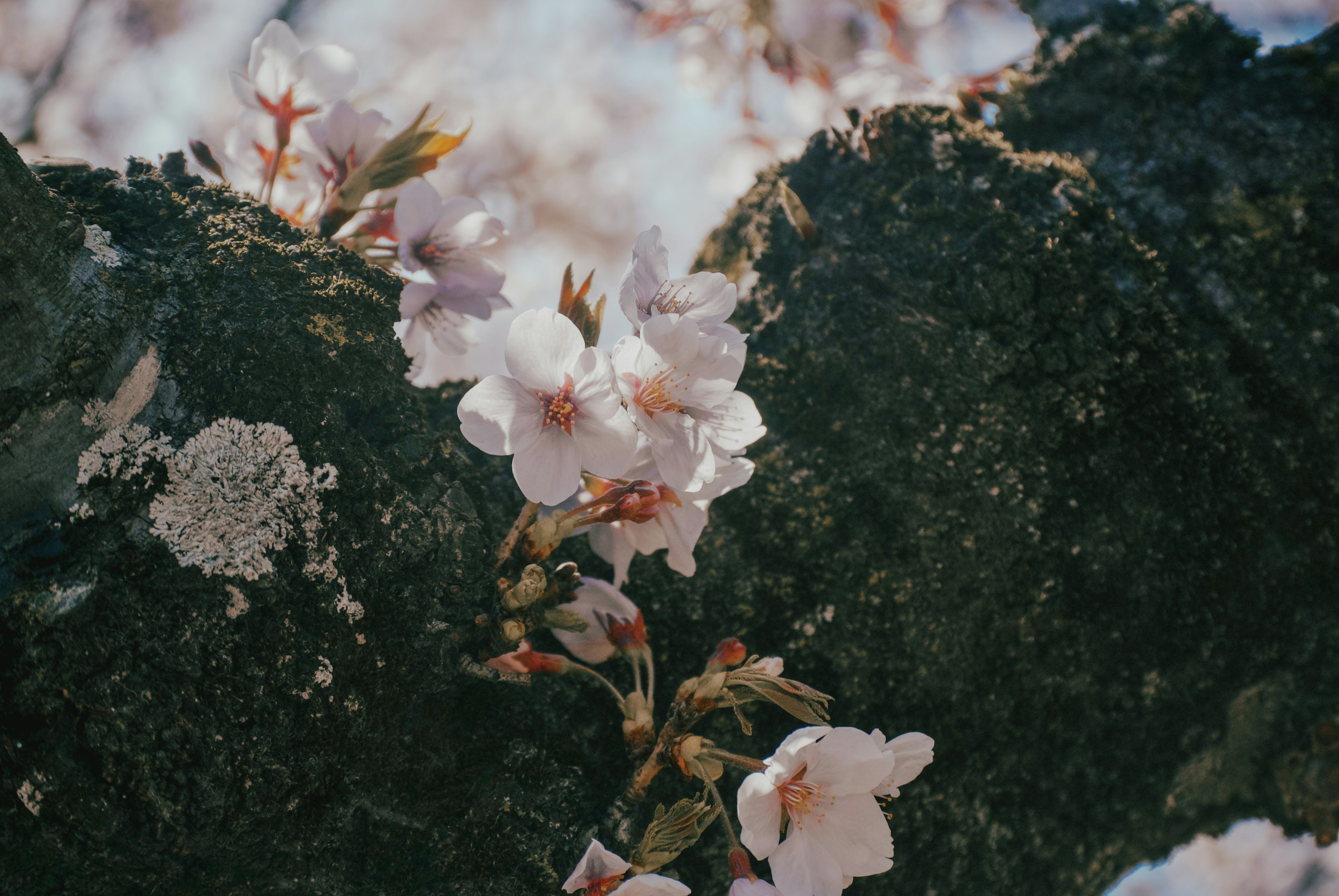 Delicate pink flowers emerge from the crevices of a weathered rock.