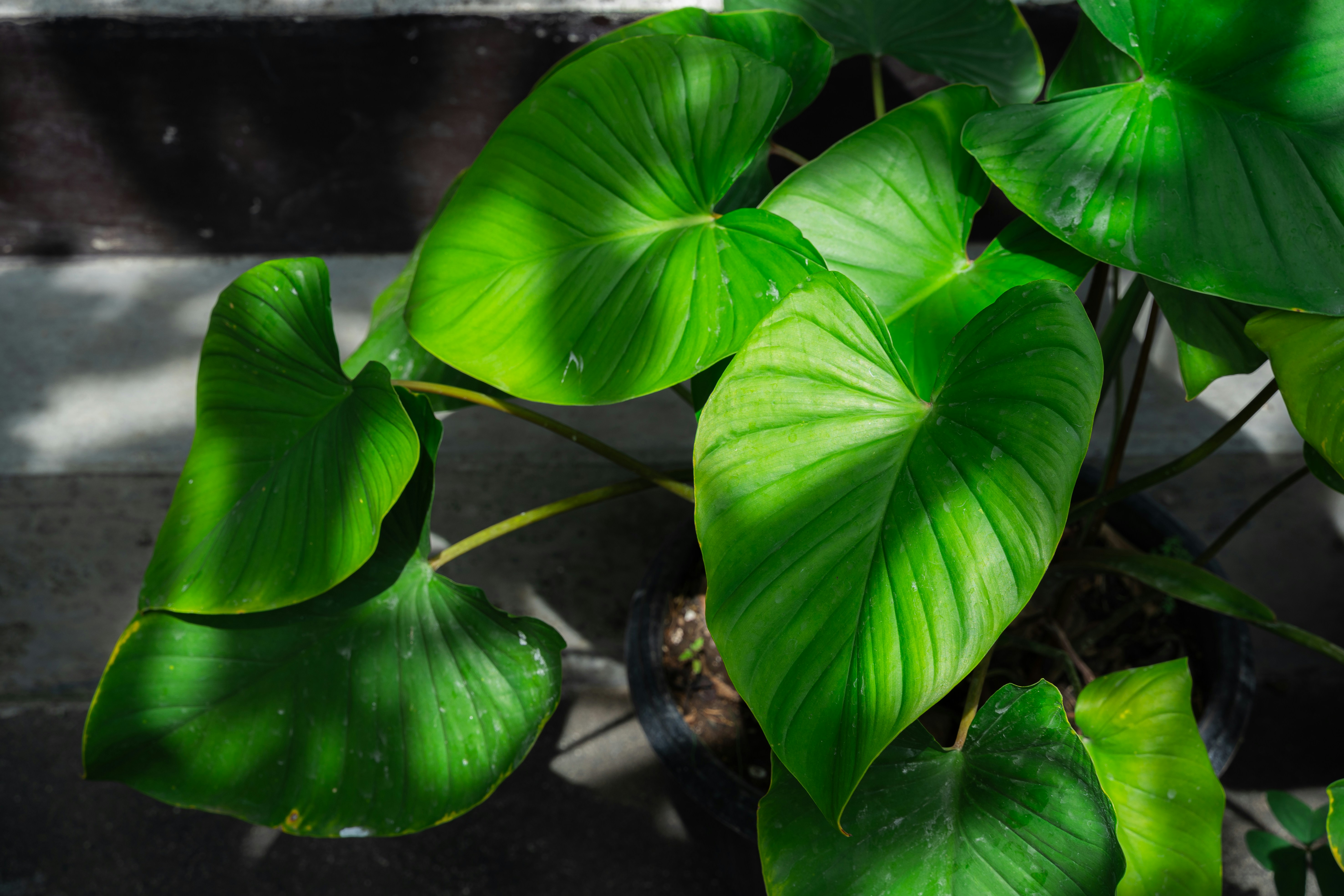 A close up of a green plant with large leaves photo – Free Forest Image ...