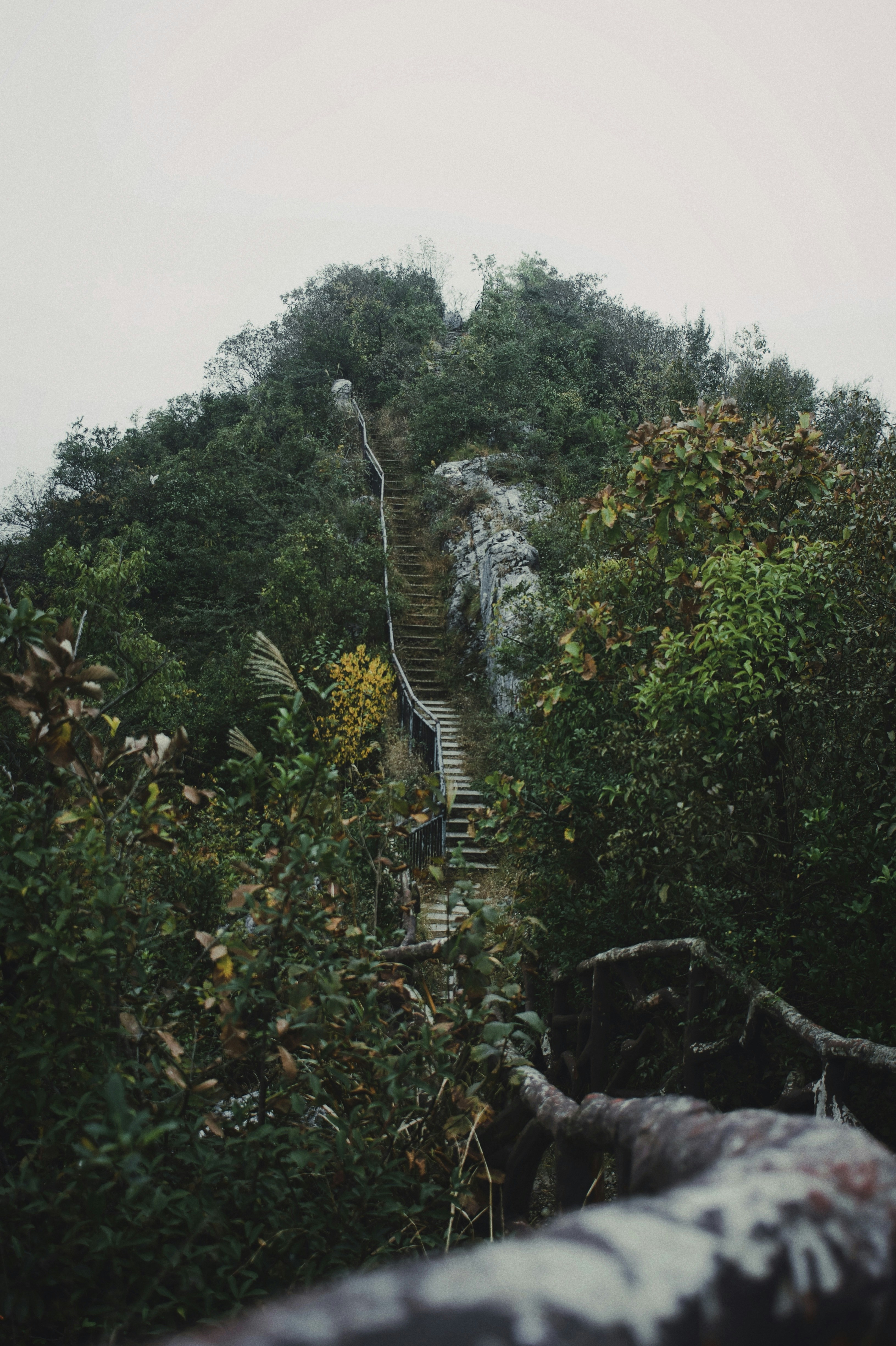 Verdant Staircase Ascending a Mossy Cliff