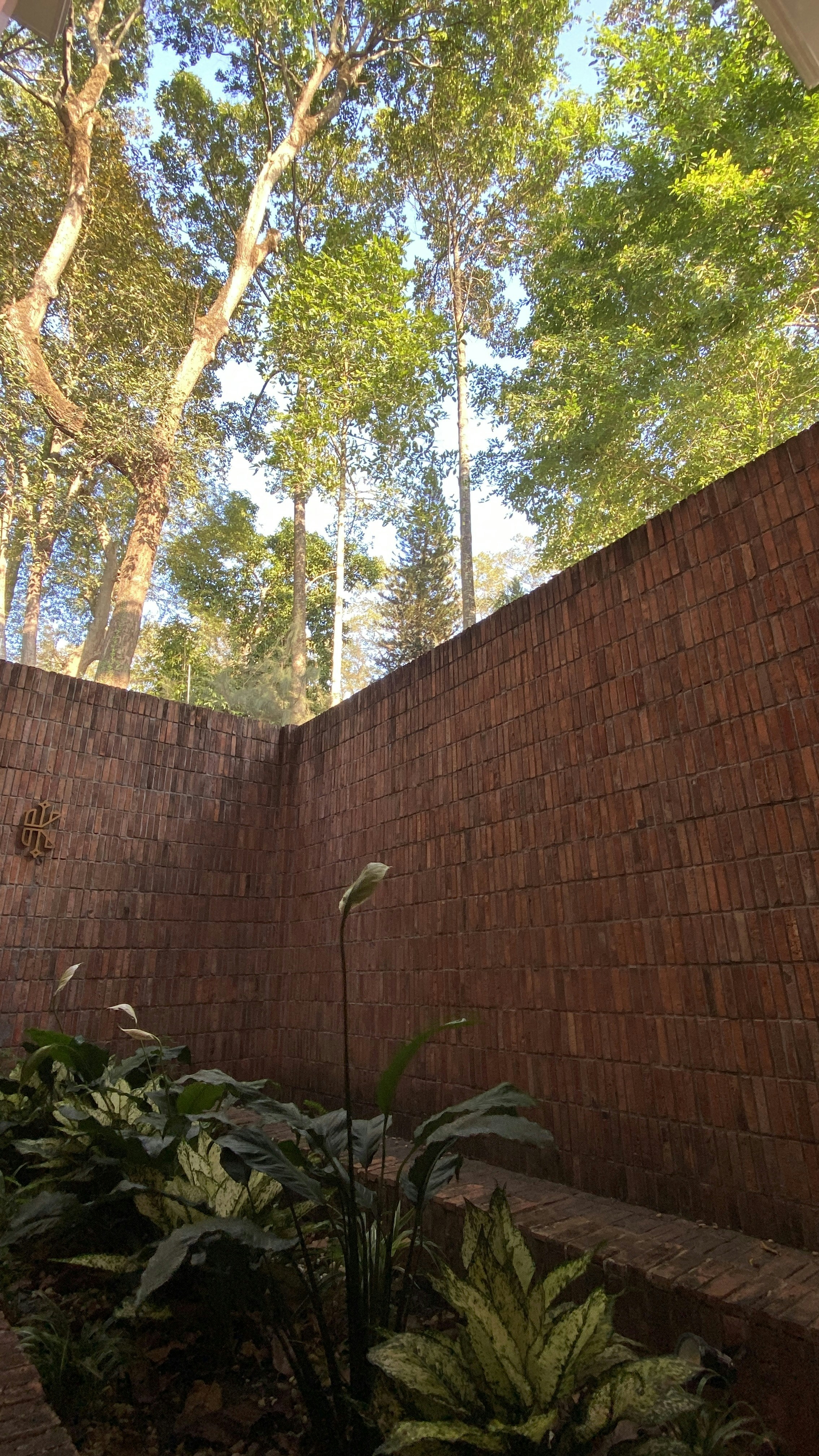 Brick Courtyard Oasis: Greenery Reaches Toward a Leafy Canopy