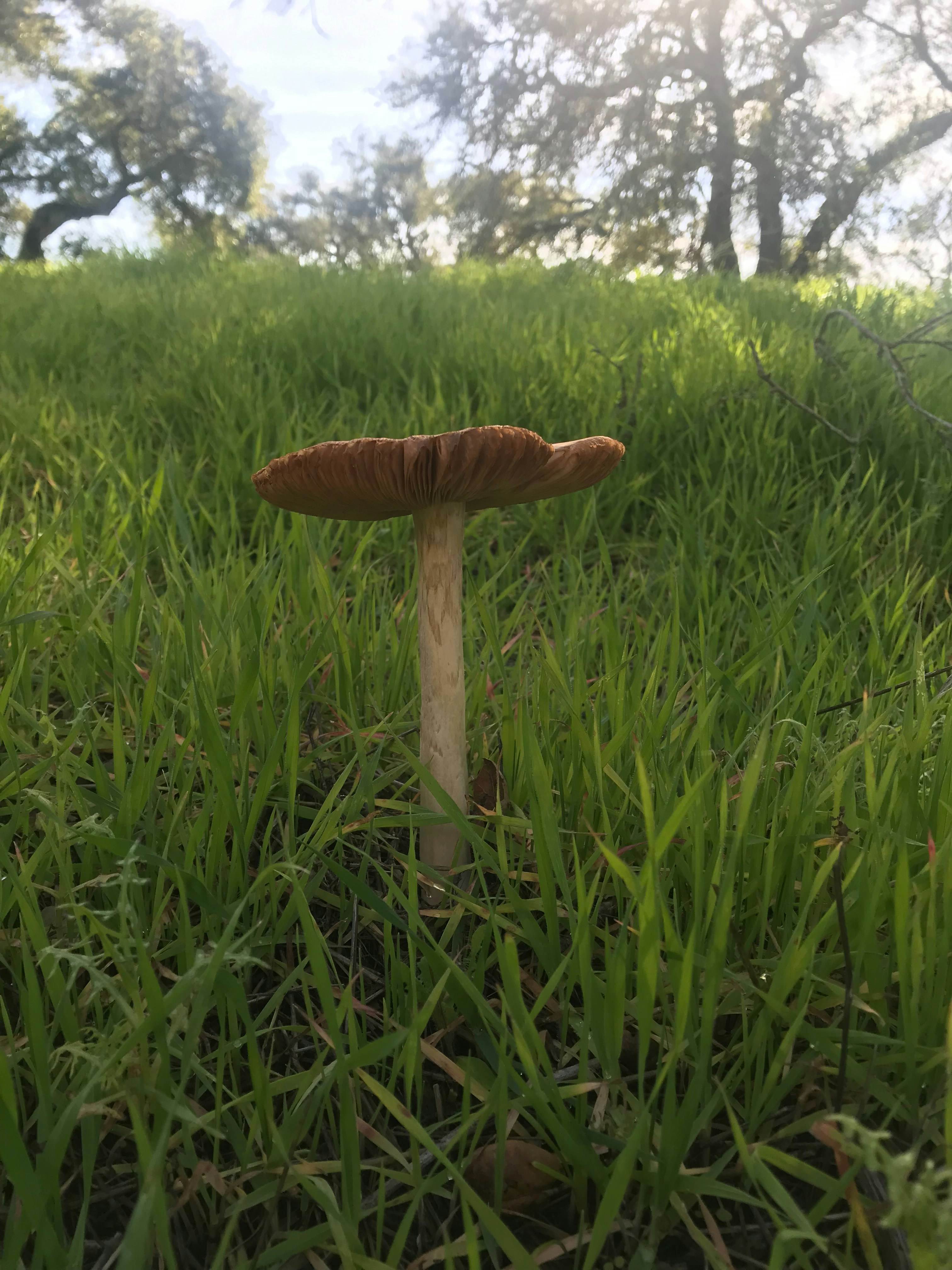 Amber-Capped Sentinel in a Field of Spring Grass