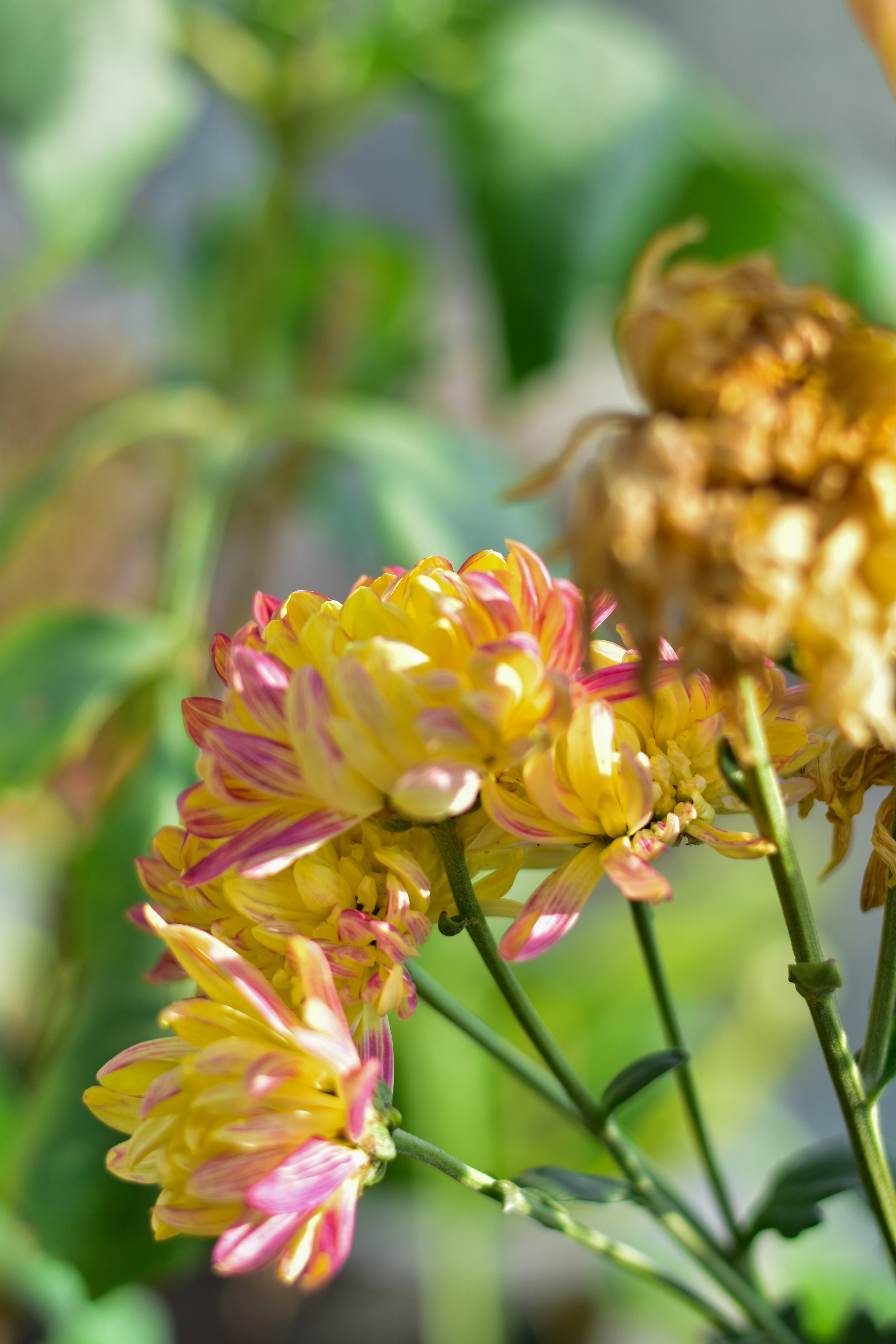 Photo by Neelakshi Singh with Nikon D3400