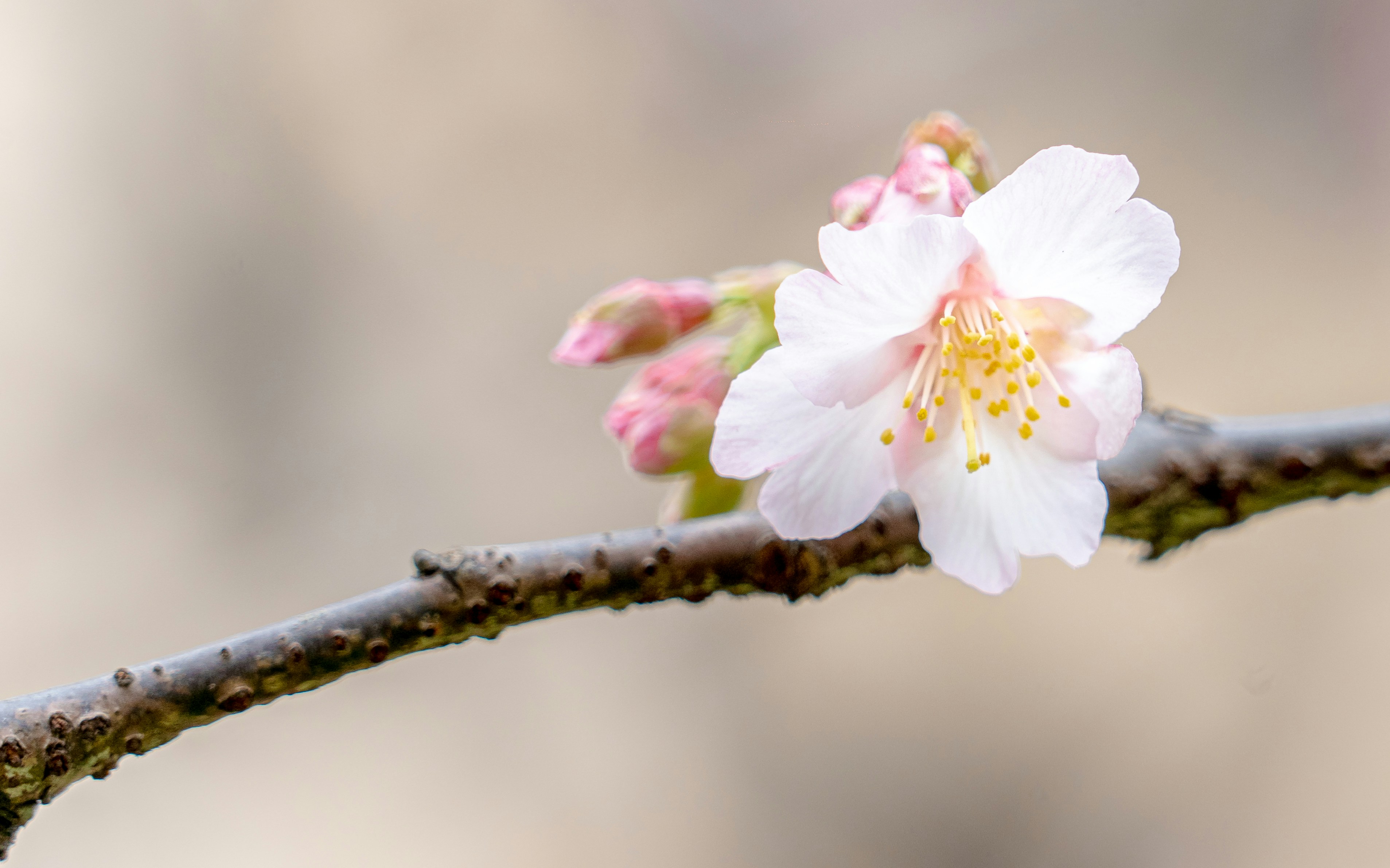 A Single Pale Blossom on a Moss-Covered Twig