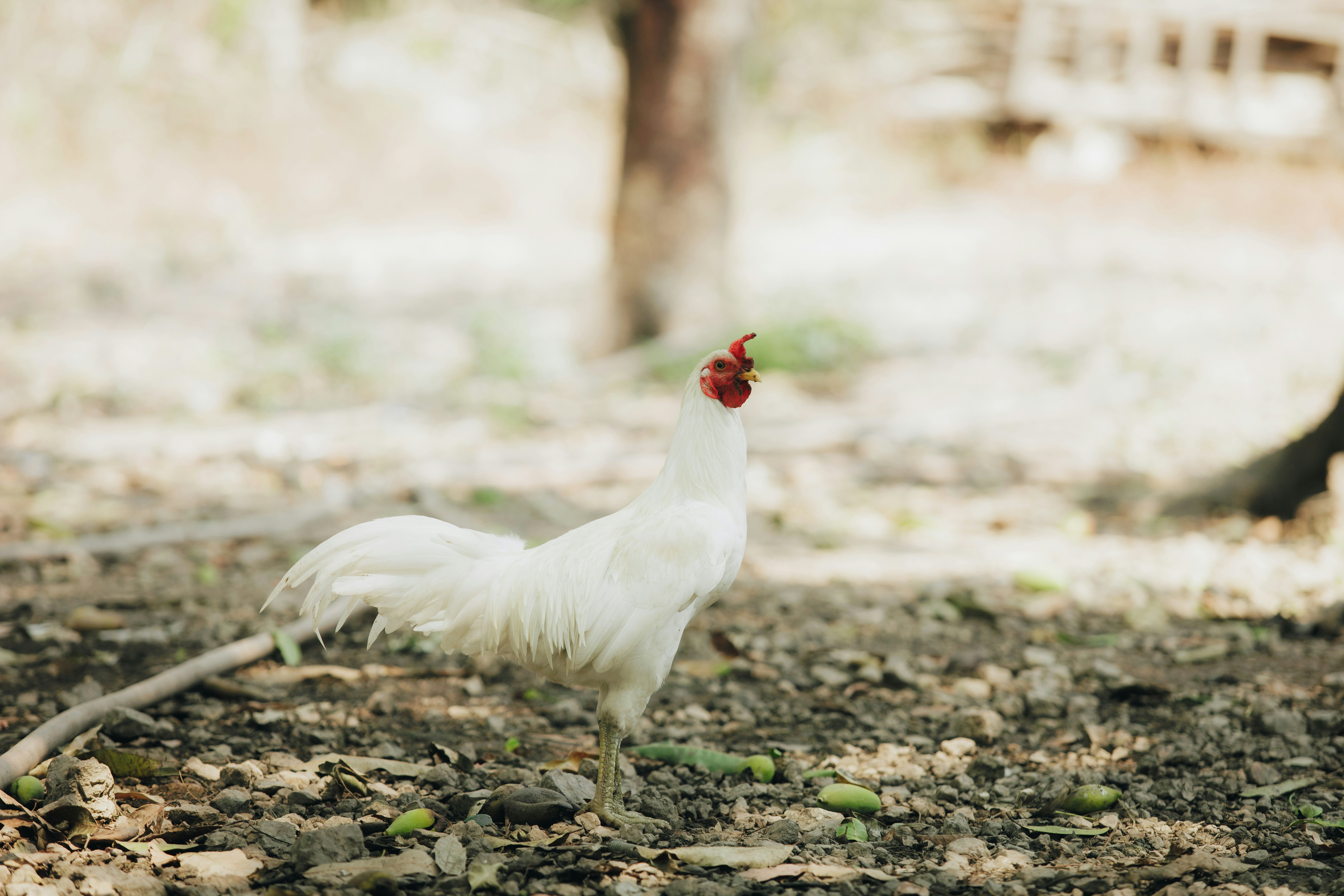 White Hen in a Sun-Dappled Forest Clearing