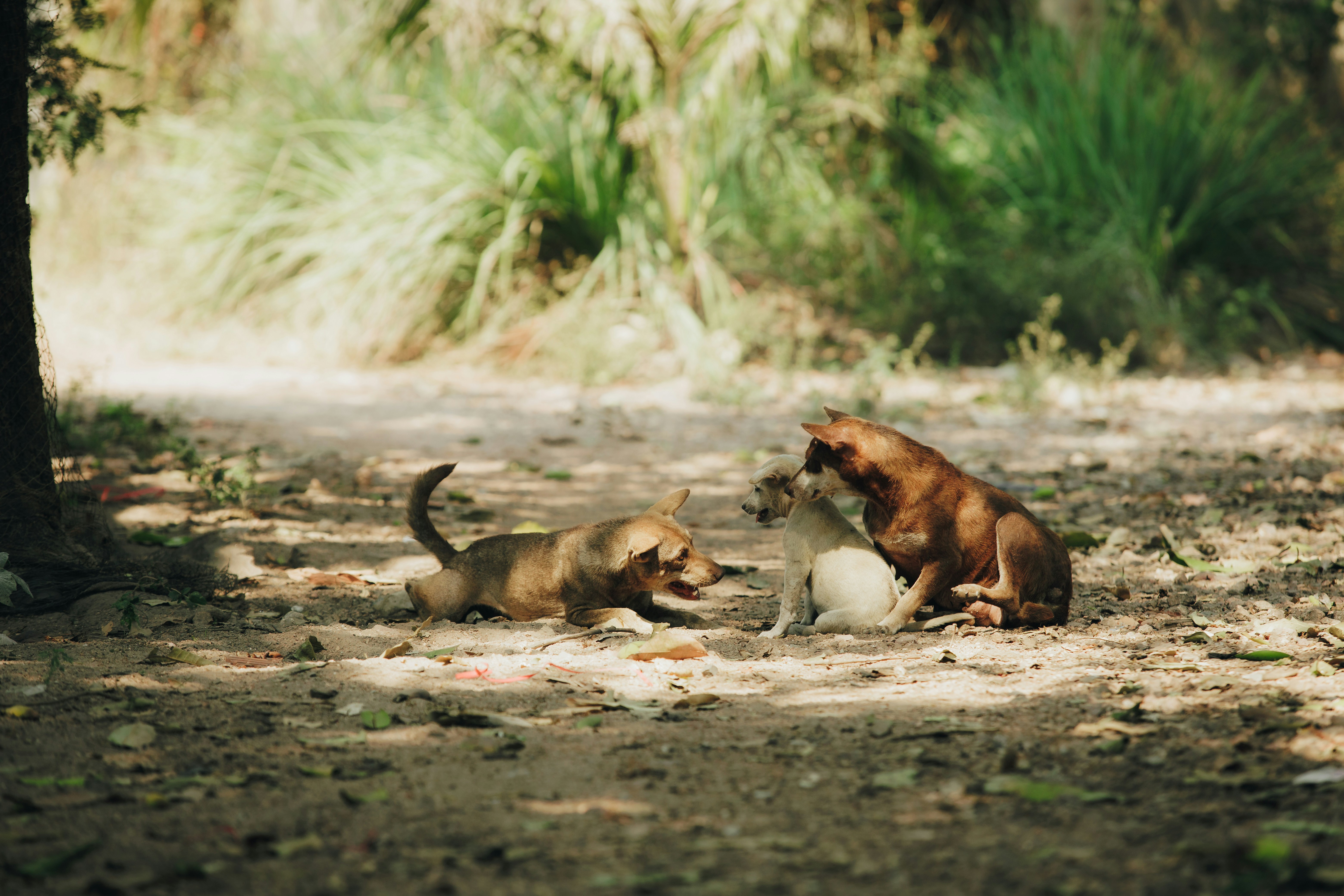 Two Jolly Canine Companions in a Sunlit Forest Clearing