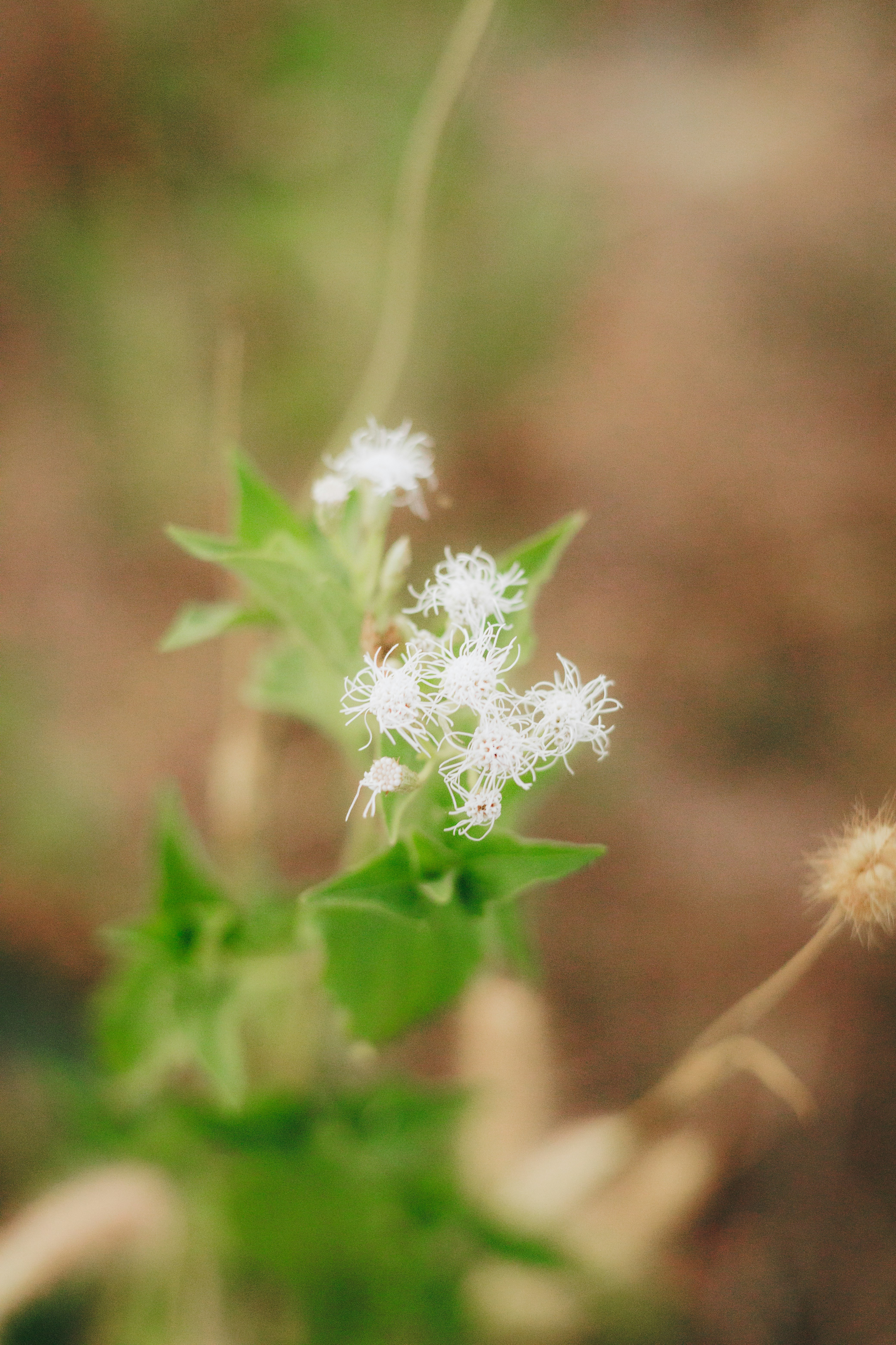 Delicate Wildflower in Soft Focus Bloom