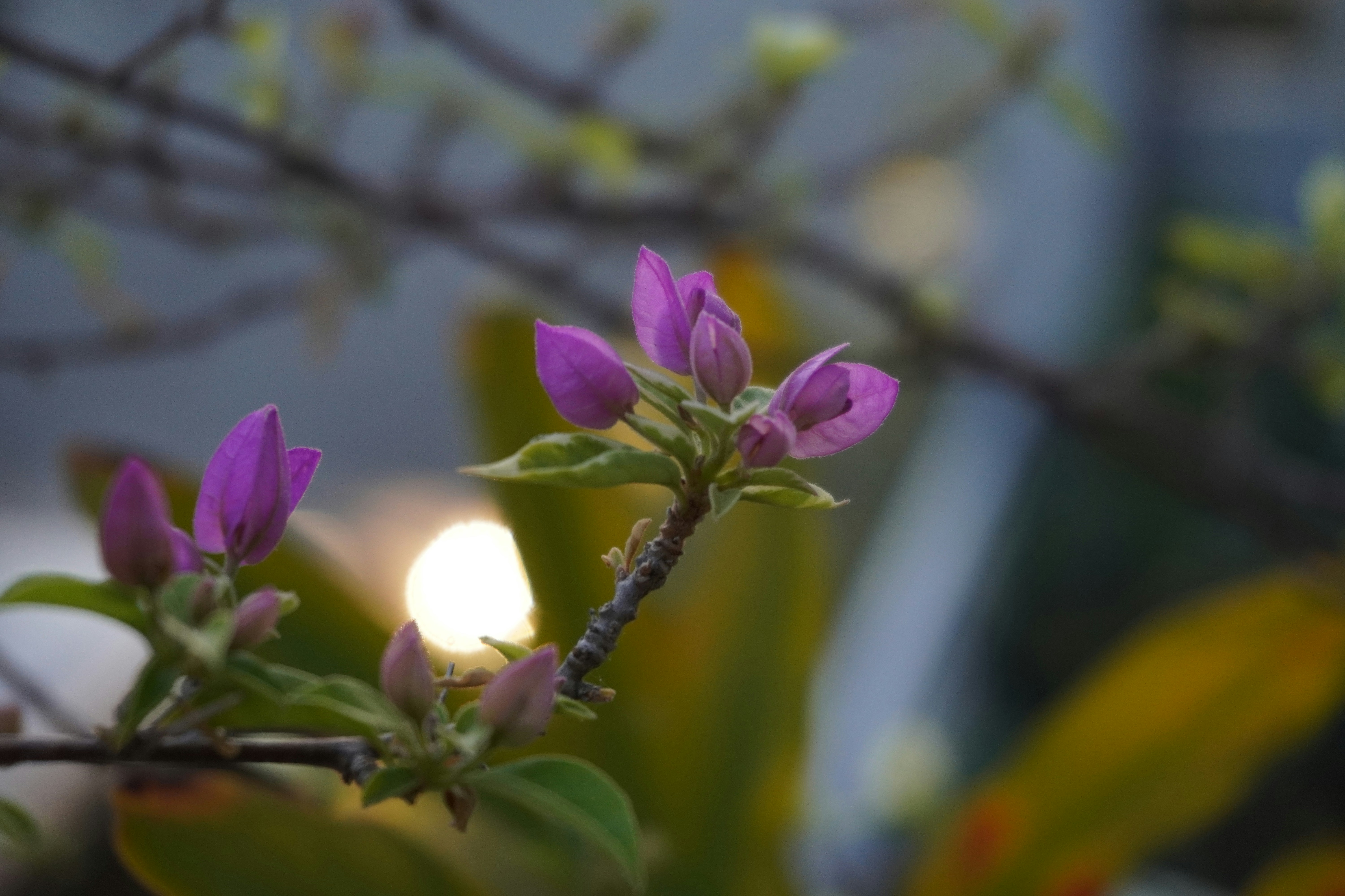 Pink Buds in Soft Focus Against a Warm City Glow