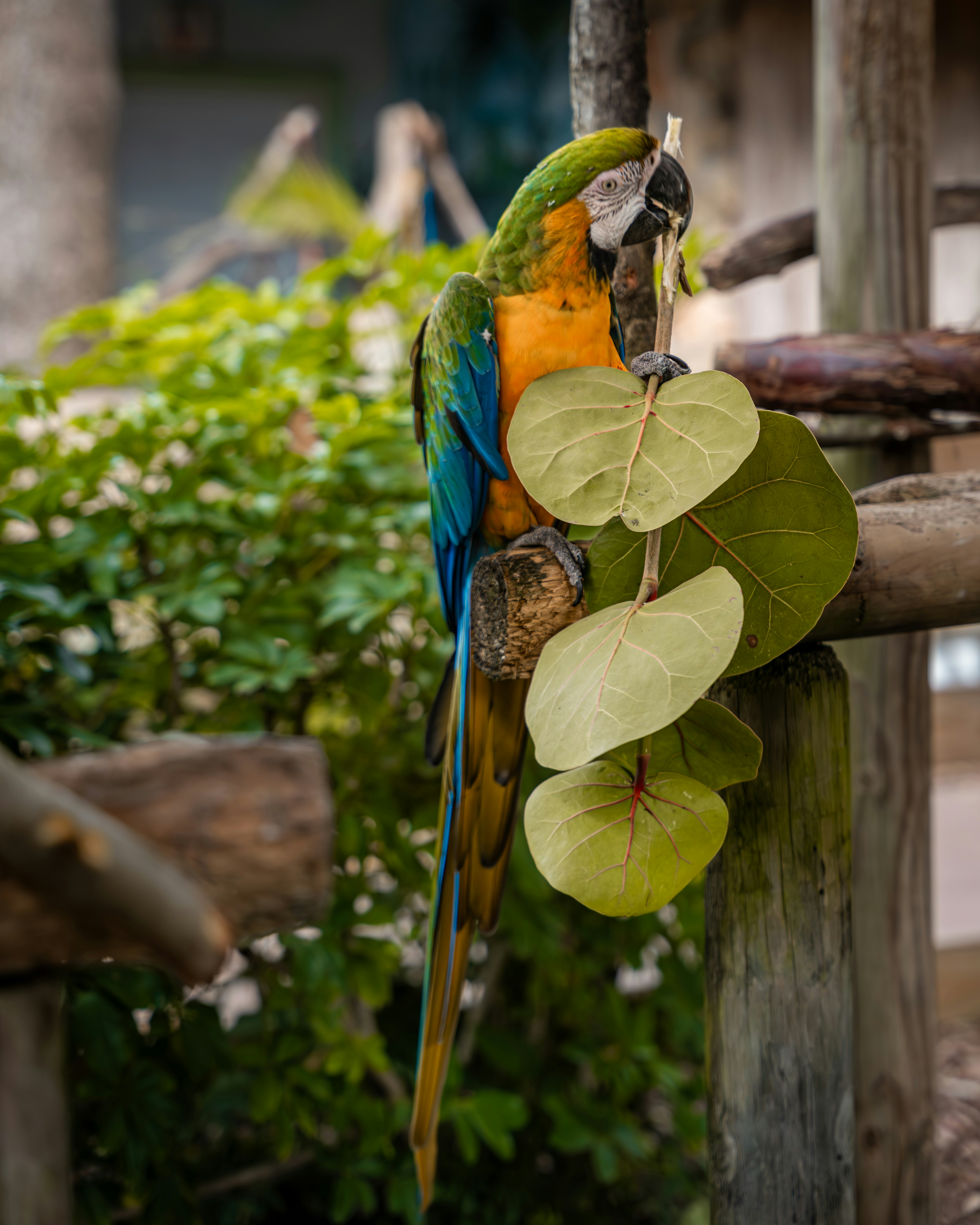 Blue-and-Yellow Macaw on a Heart-Leaf Perch Against Weathered Rails