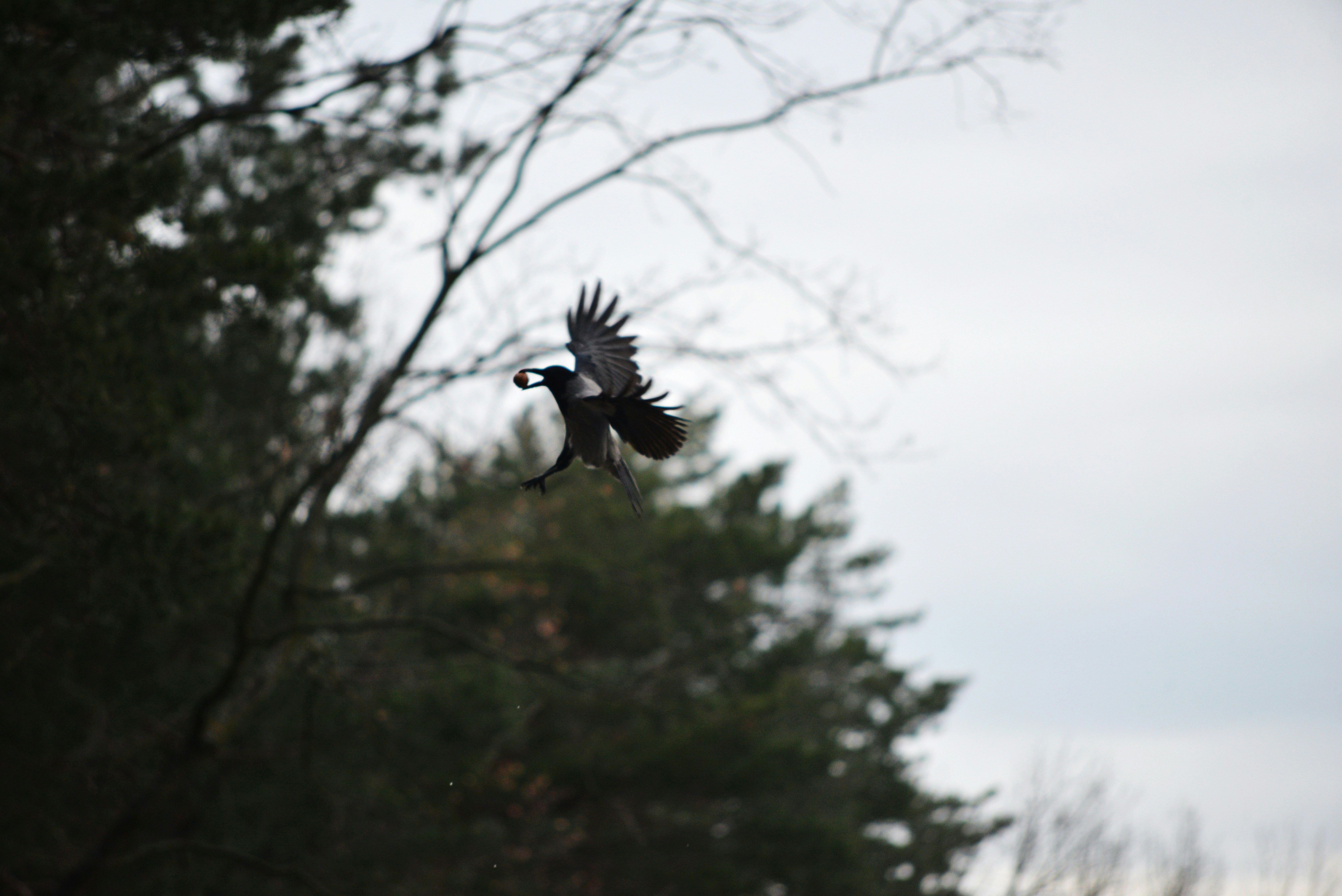 Midflight silhouette over a quiet pine-scape