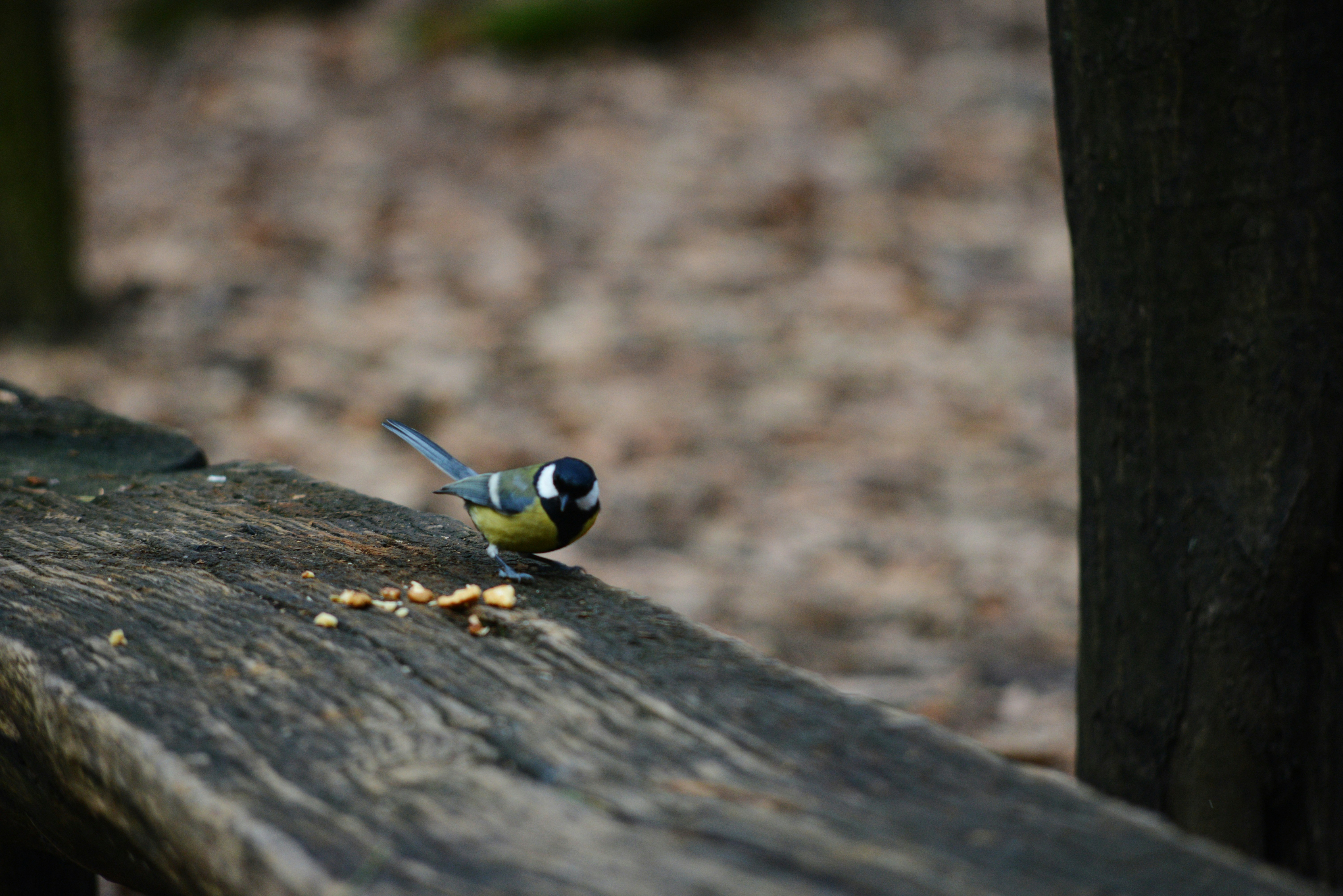 a small bird sitting on top of a wooden bench