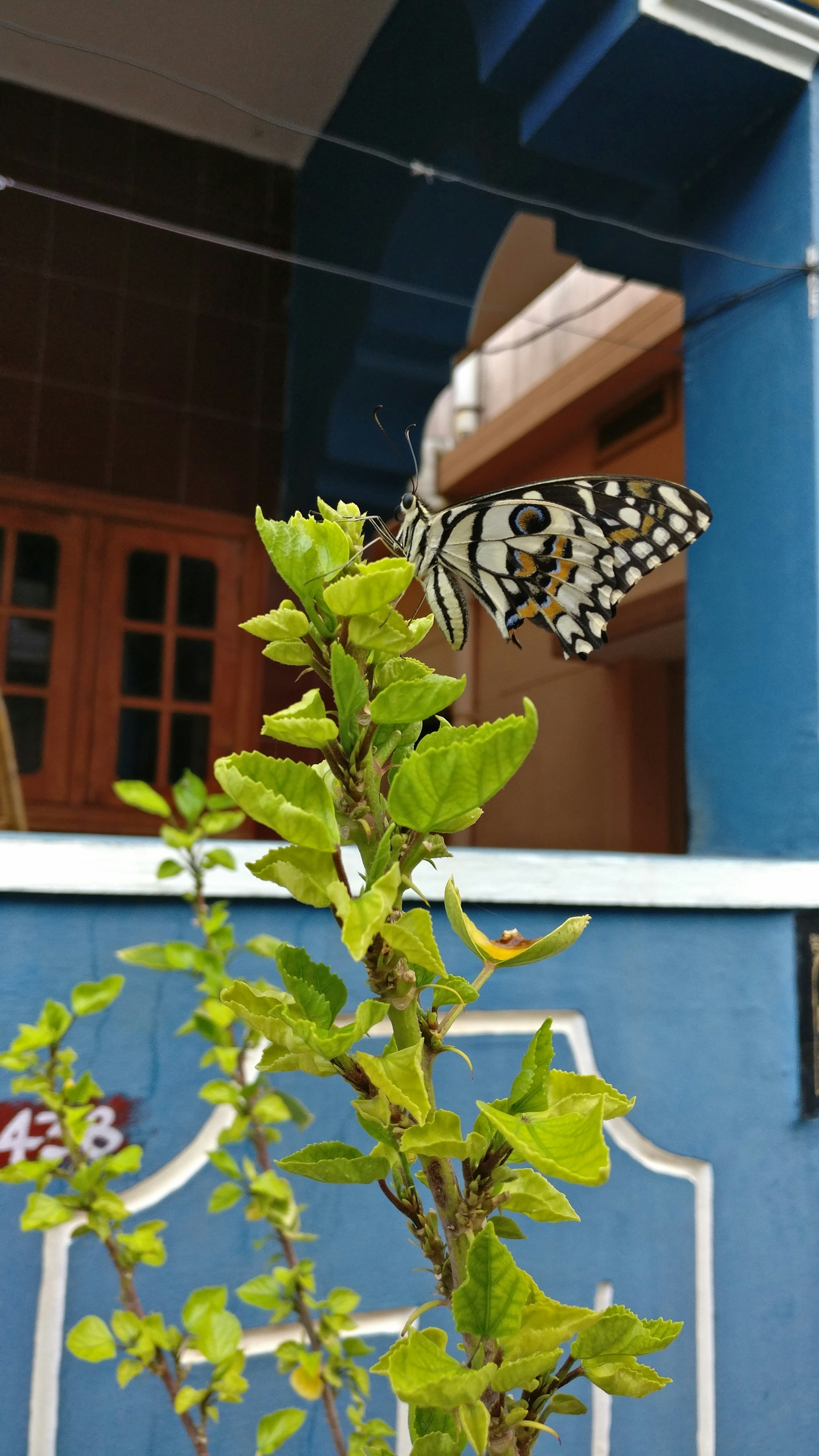 Photograph of a swallowtail butterfly perched on a bright green sprig against a blue building backdrop.
