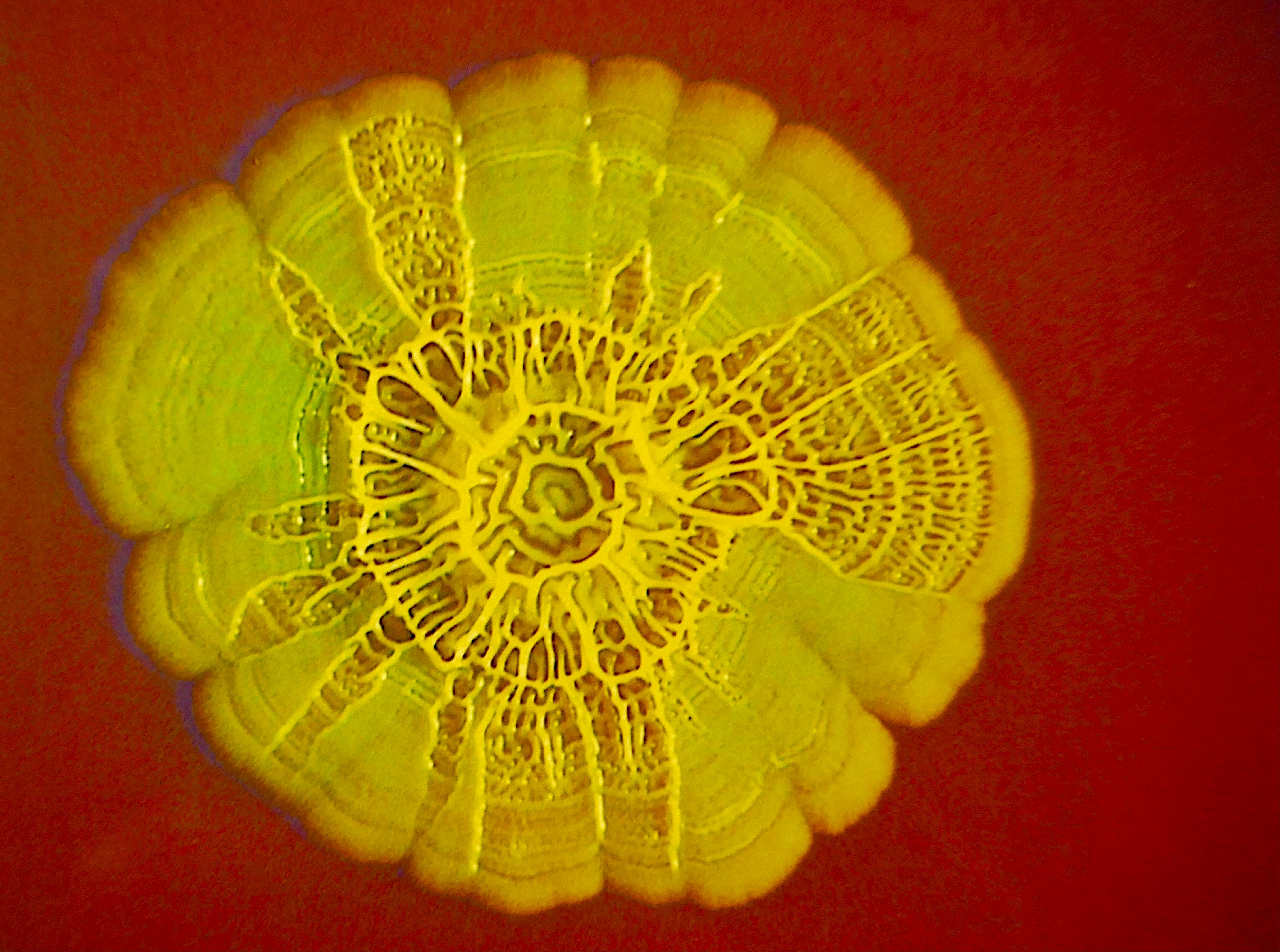 Vieille colonie de Rothia mucilaginosa Guy Grandjean Rouges Jardins