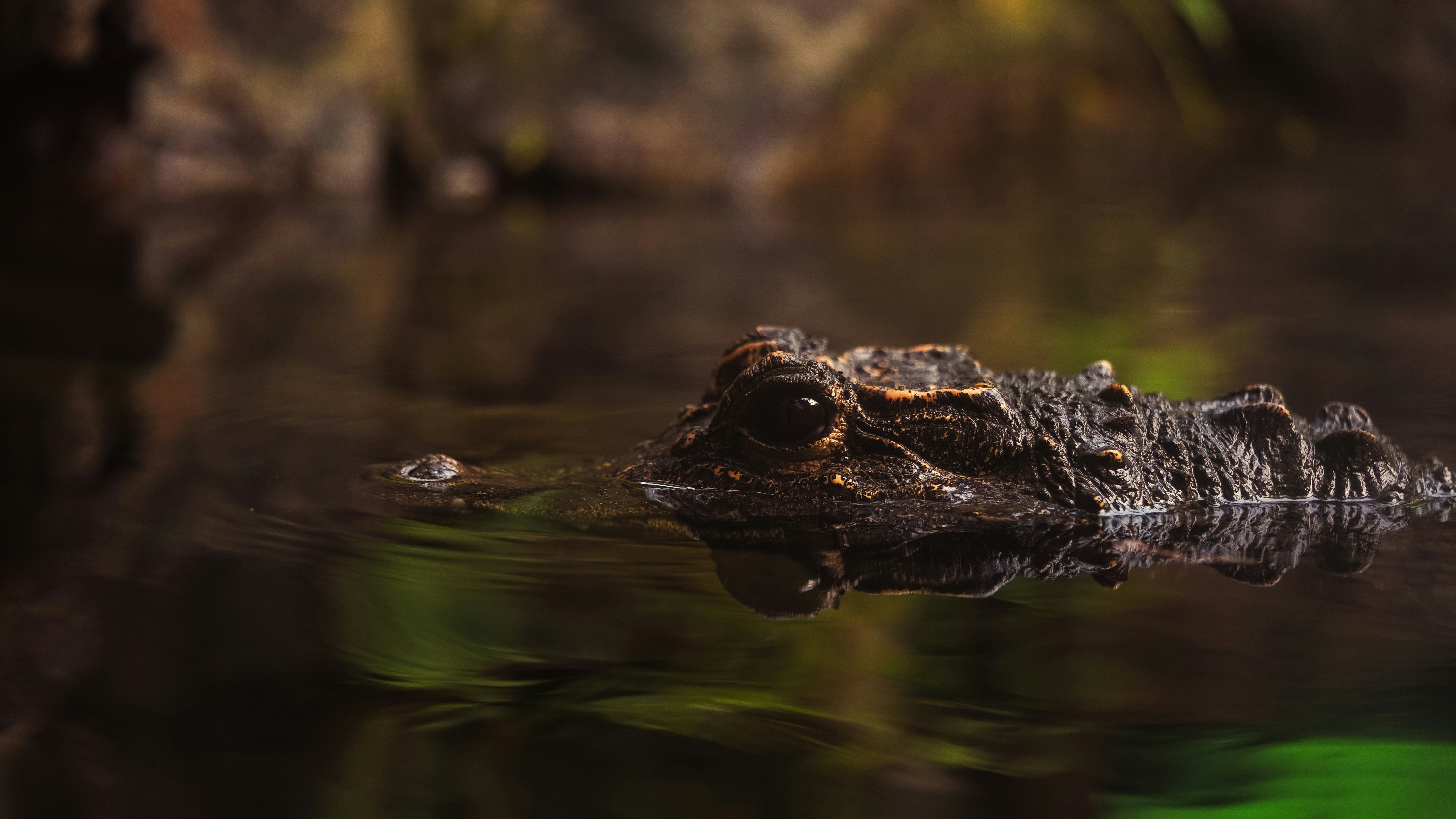 Un gran caimán nadando en un cuerpo de agua foto – Imagen de Animal ...