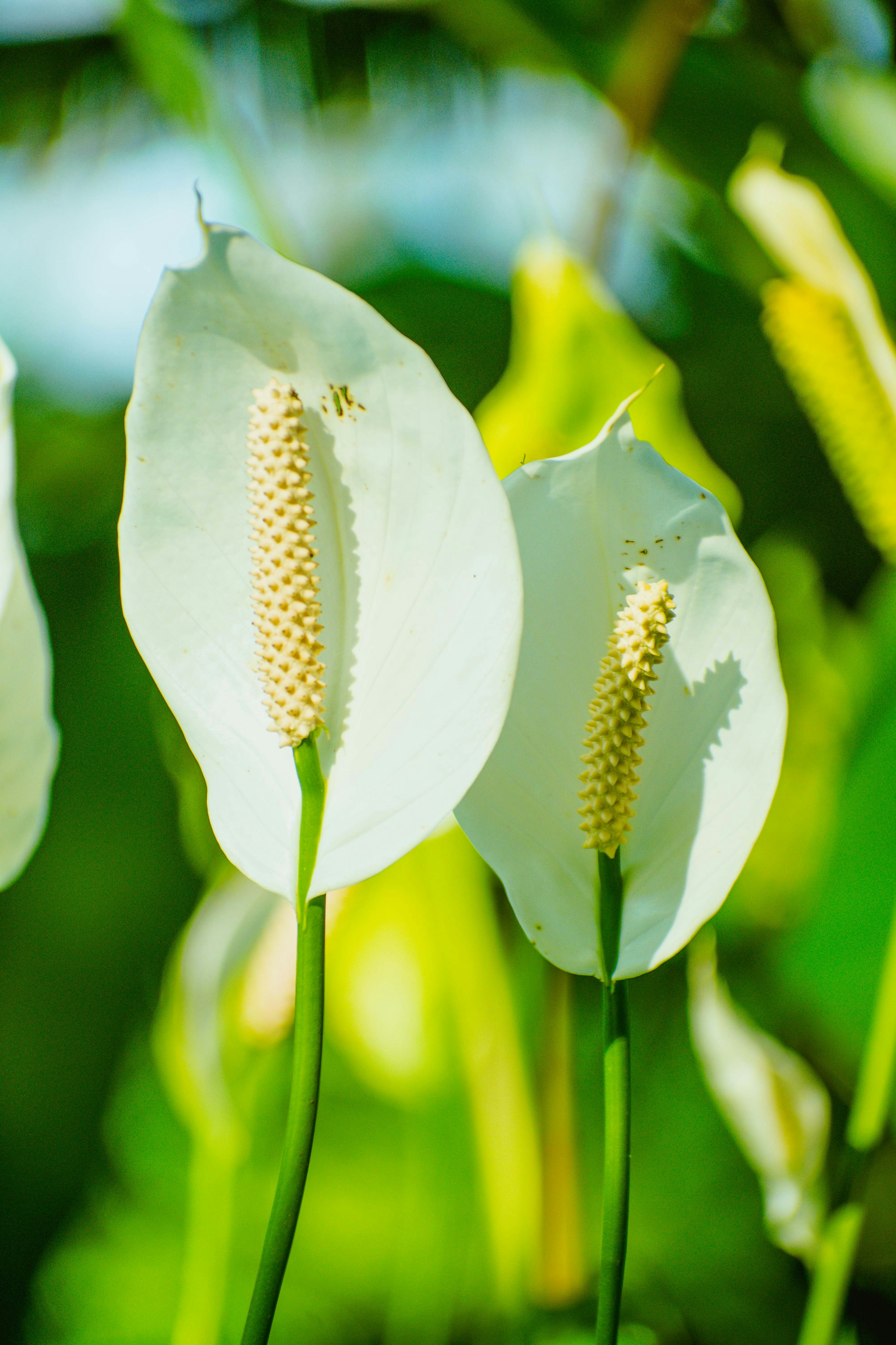 Foto Un primer plano de dos flores blancas en una planta – Imagen ...