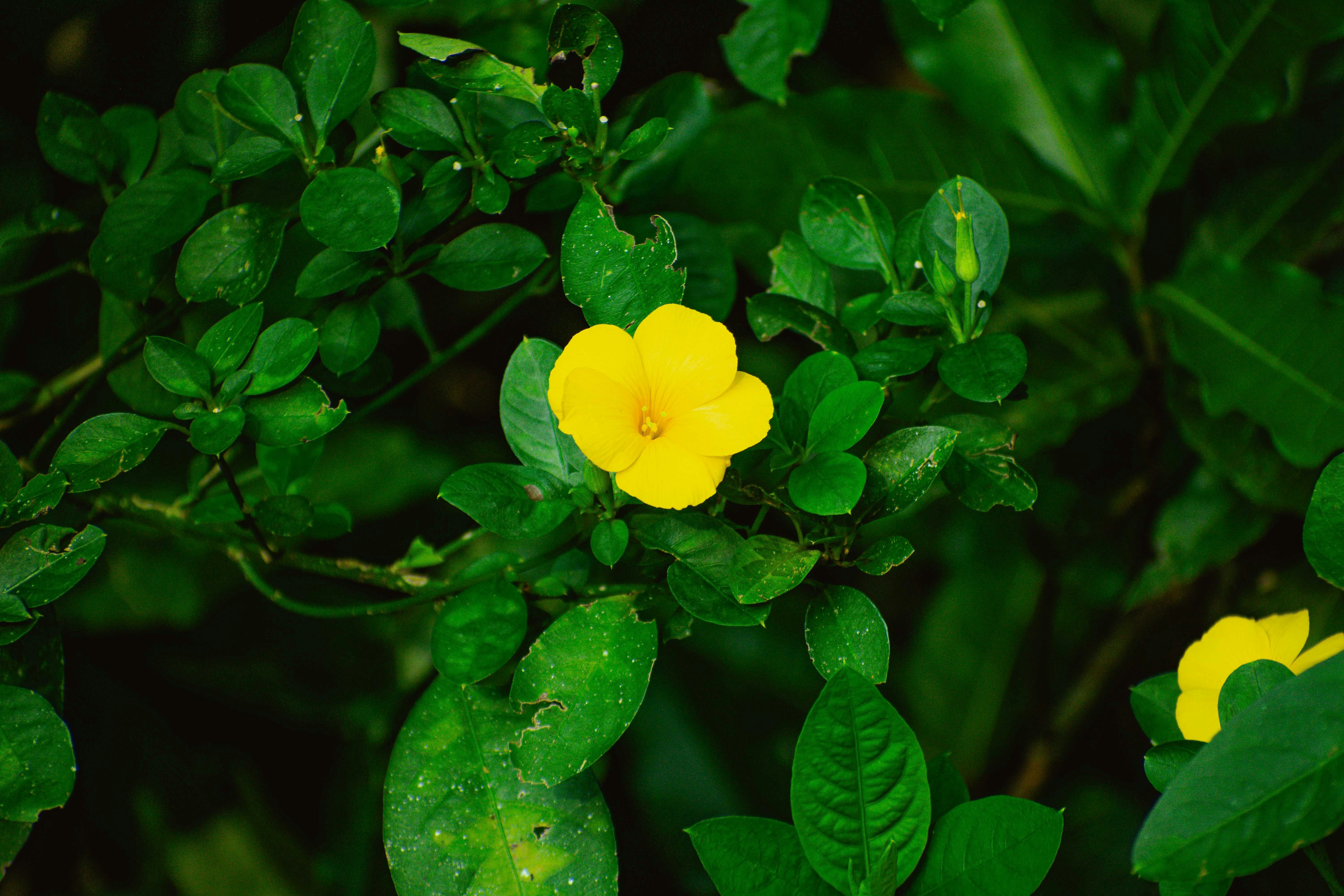 A close up of a yellow flower on a bush photo – Free Shirere Image on ...