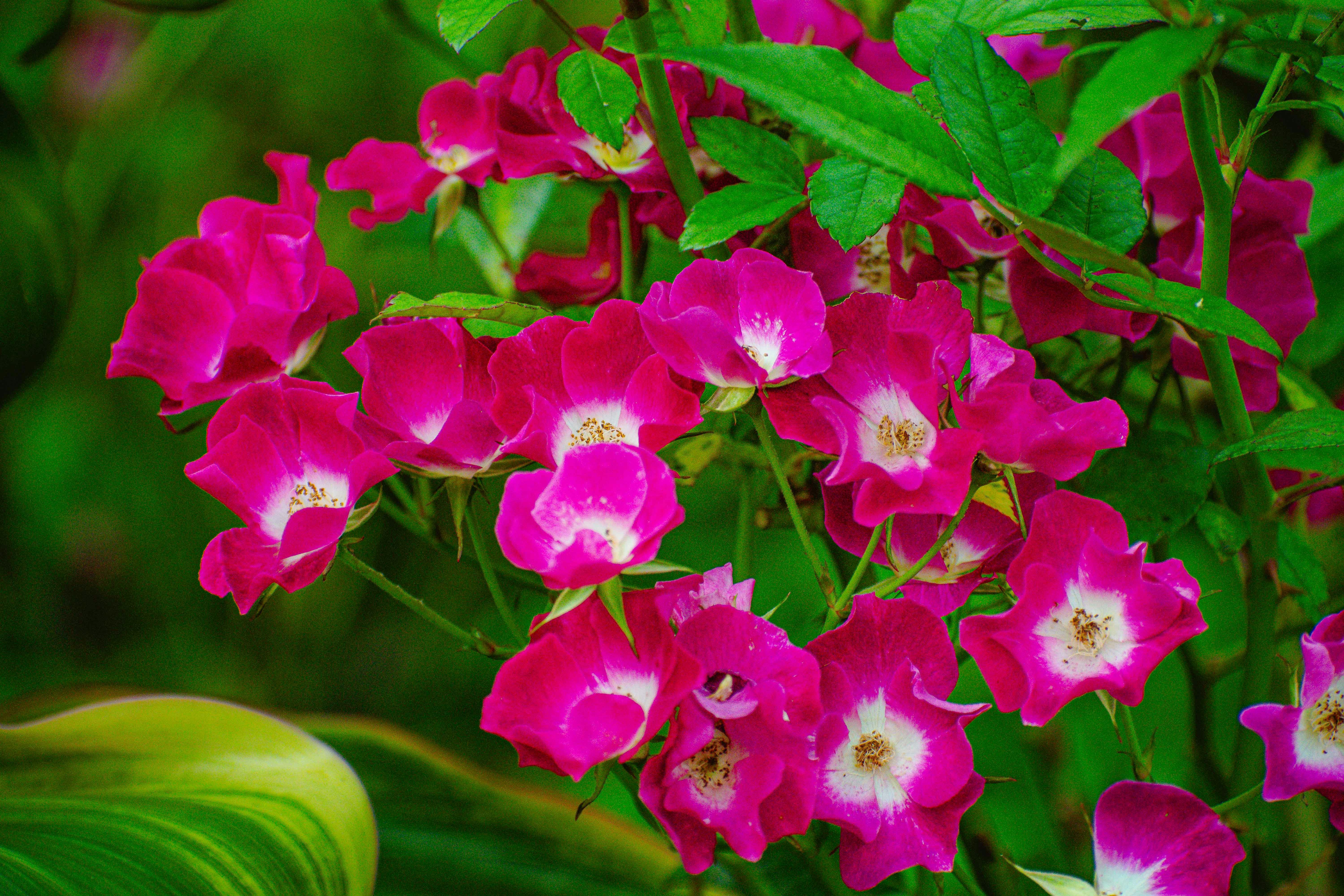 Vivid Fuchsia Blooms: a close embrace of color