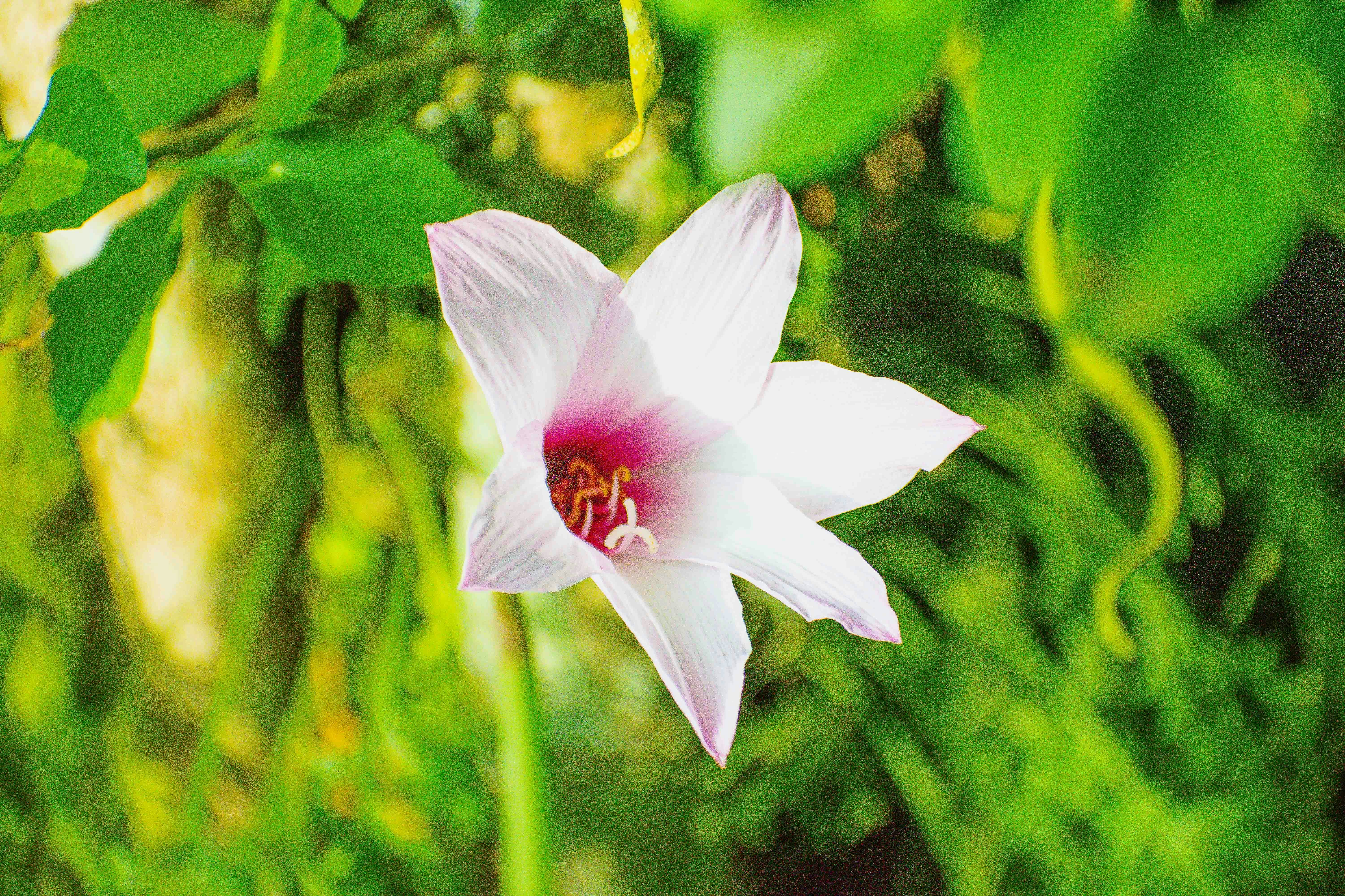 Pink Trumpet Bloom Piercing a Verdant Blur