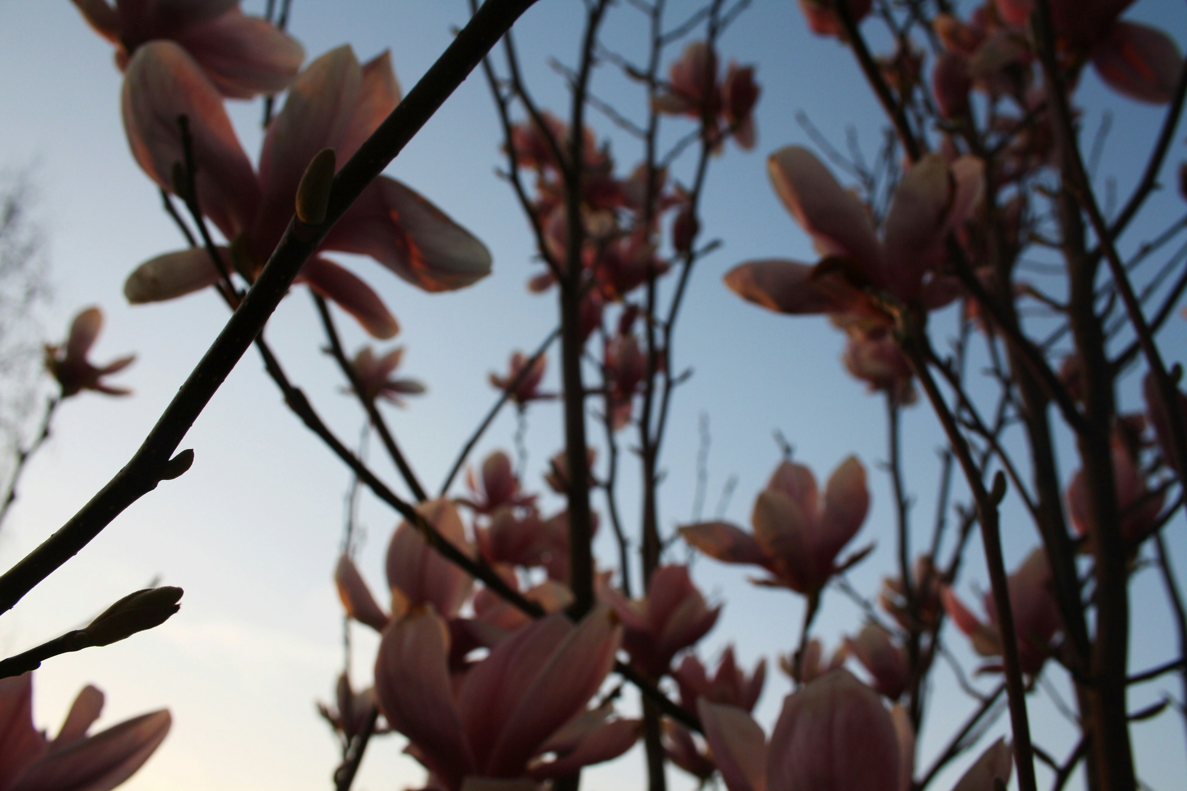 Pink Magnolia Lace Framed by a Clear Evening Sky