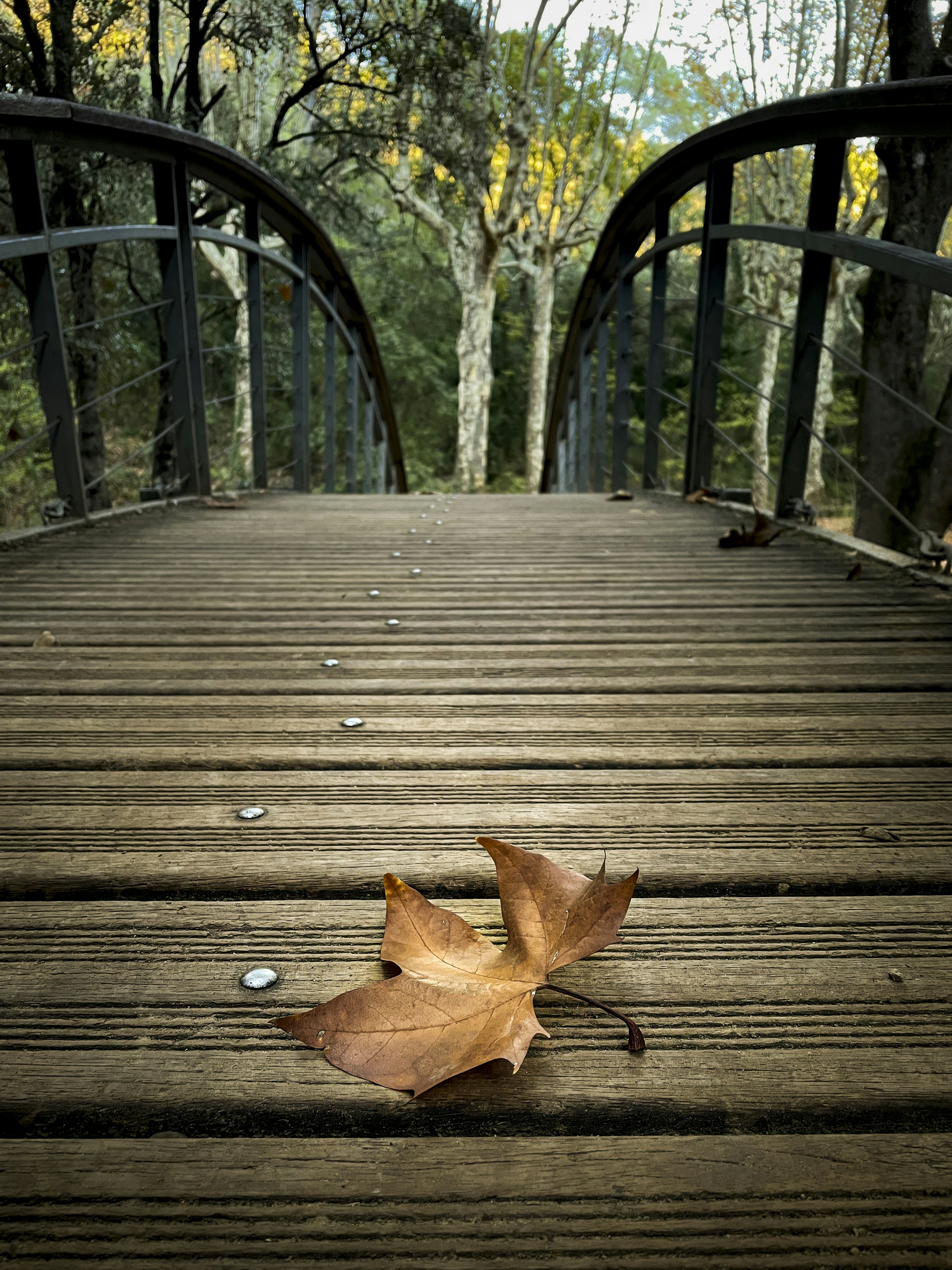 Final Leaf on the Timber Bridge Framing Autumn Woods