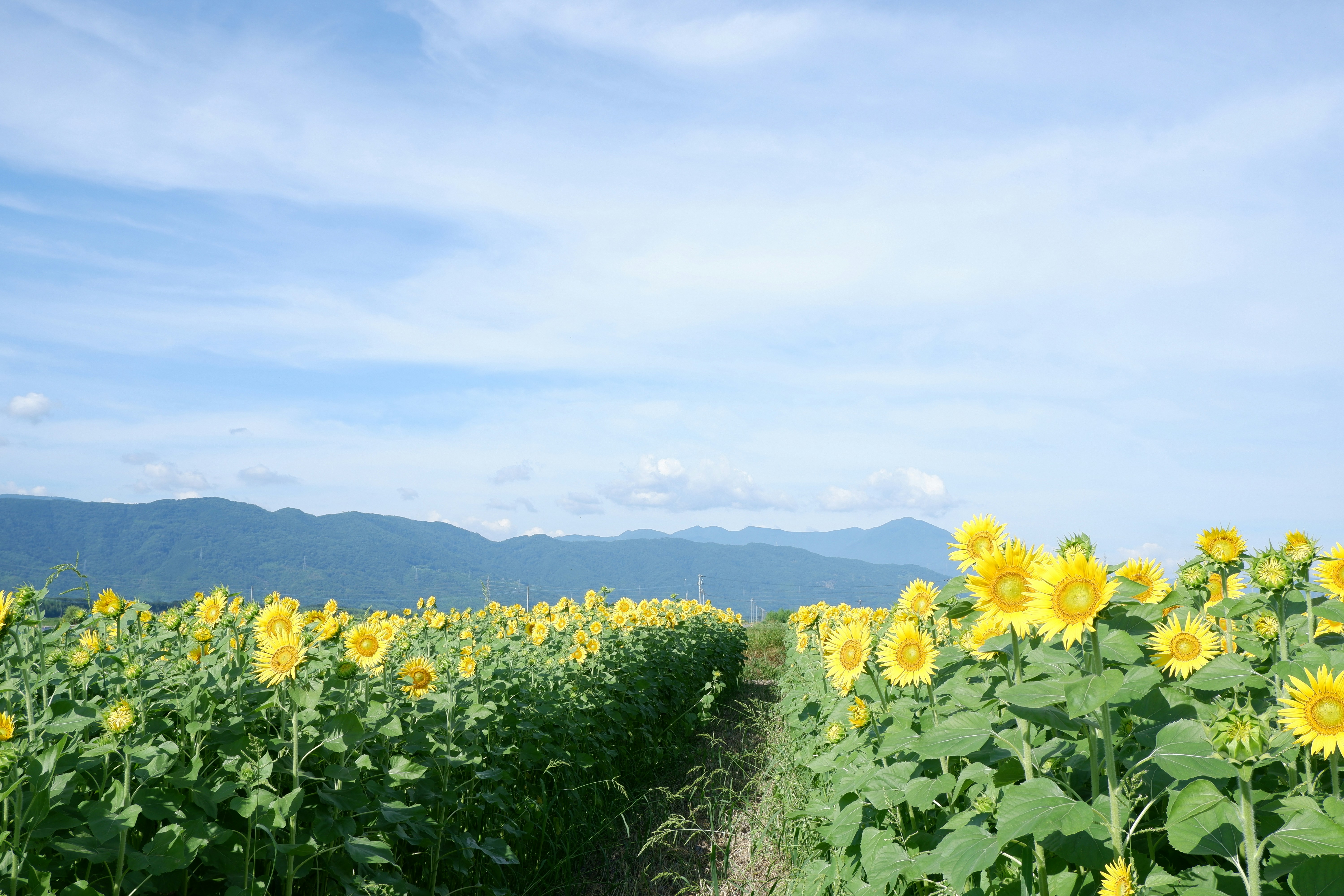 Sunflower Aisle to the Distant Blue Ridge