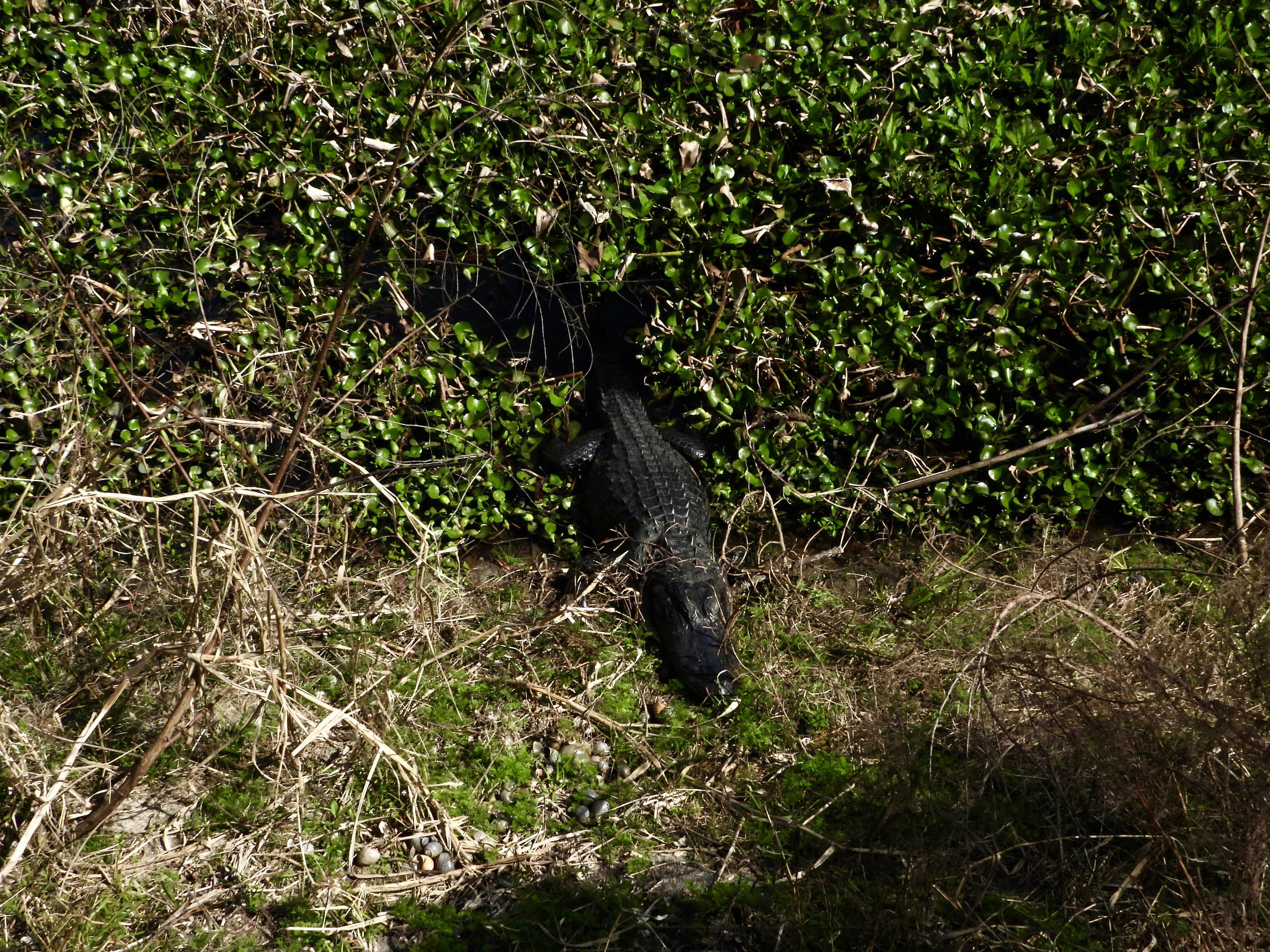 Shadowed Lizard Emerges from the Hedge