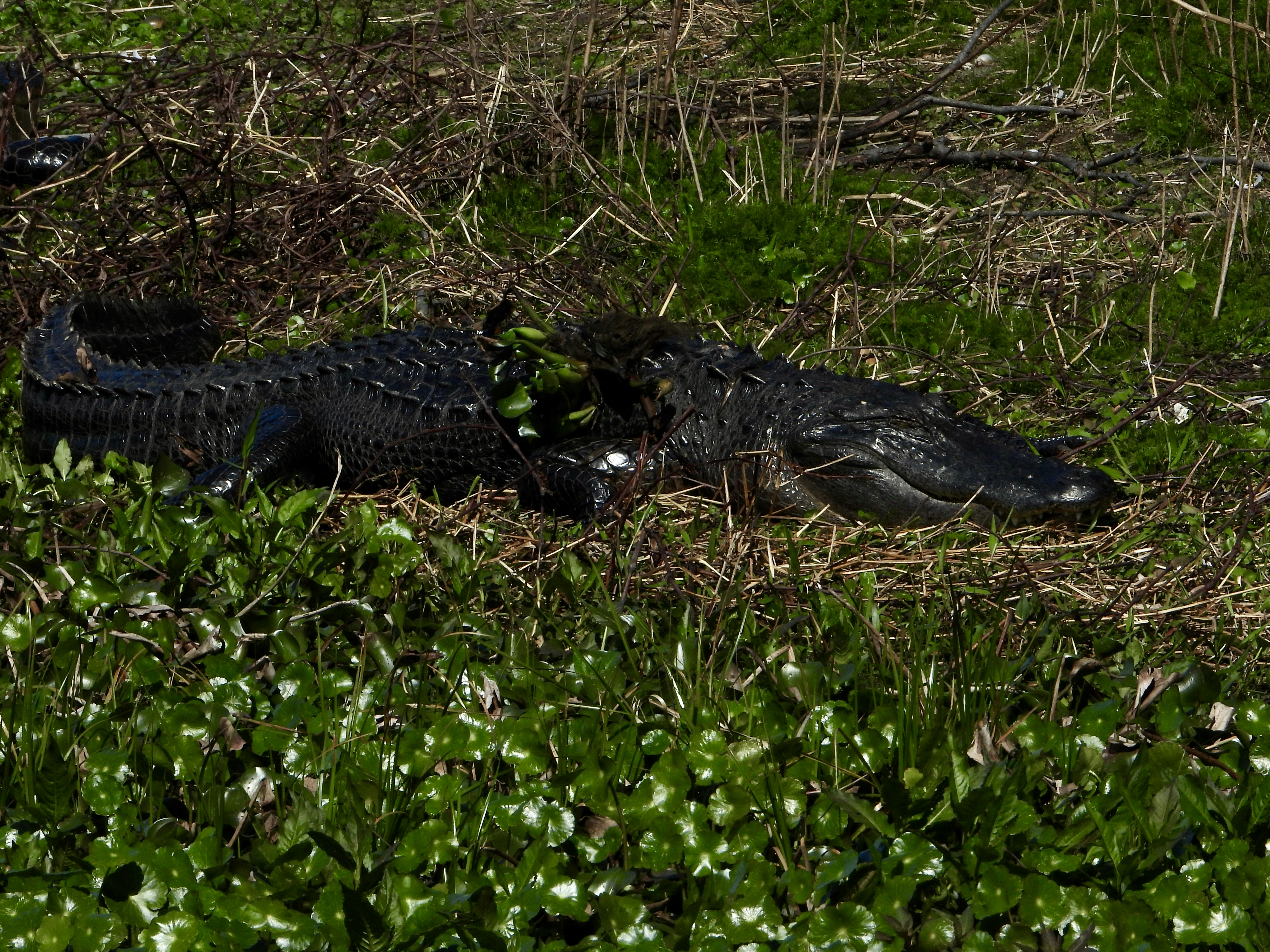 Alligator Lurking in Marshy Thicket