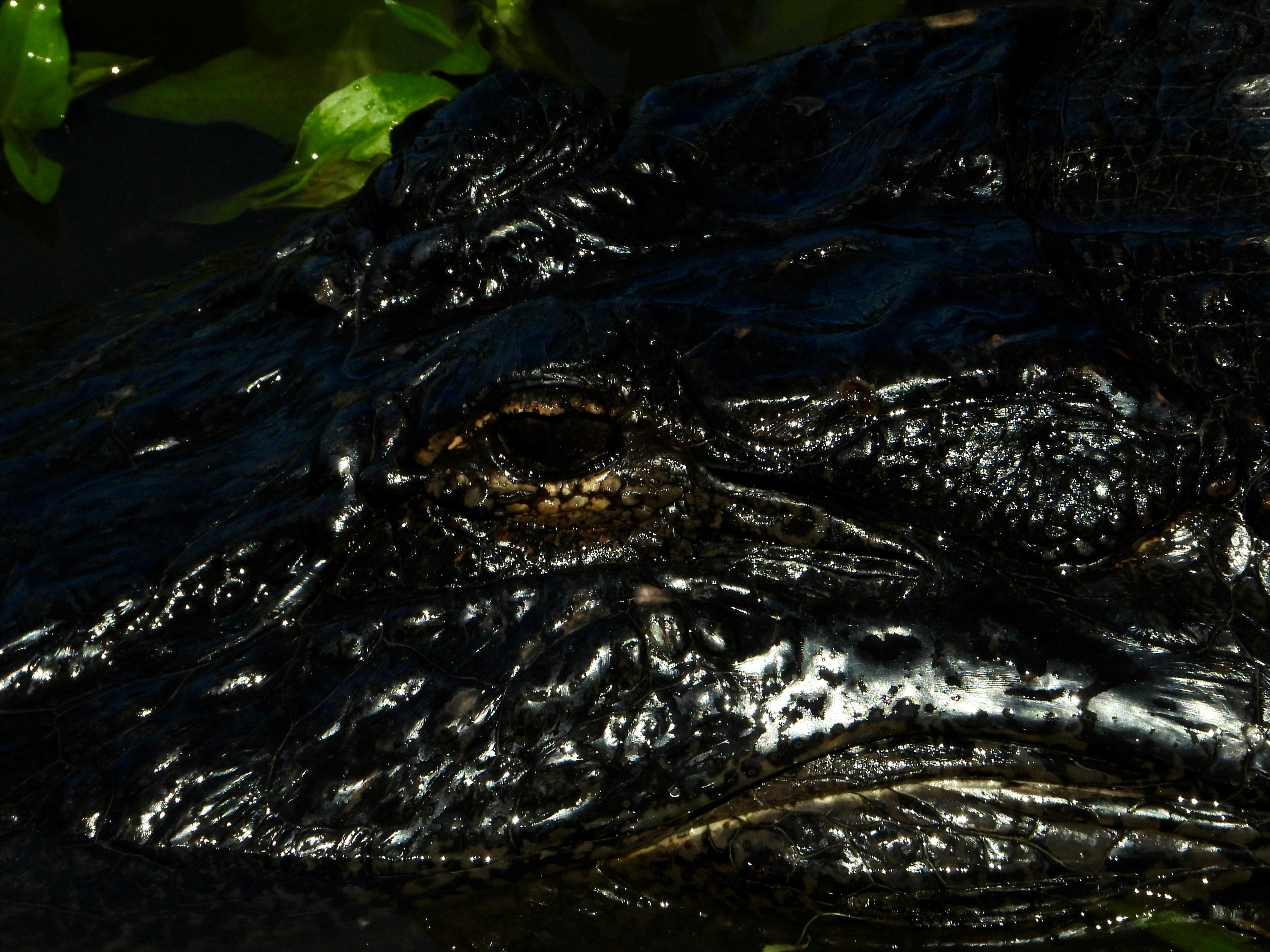 Glassy Gaze: Close-up of a Crocodile’s Shielded Eye