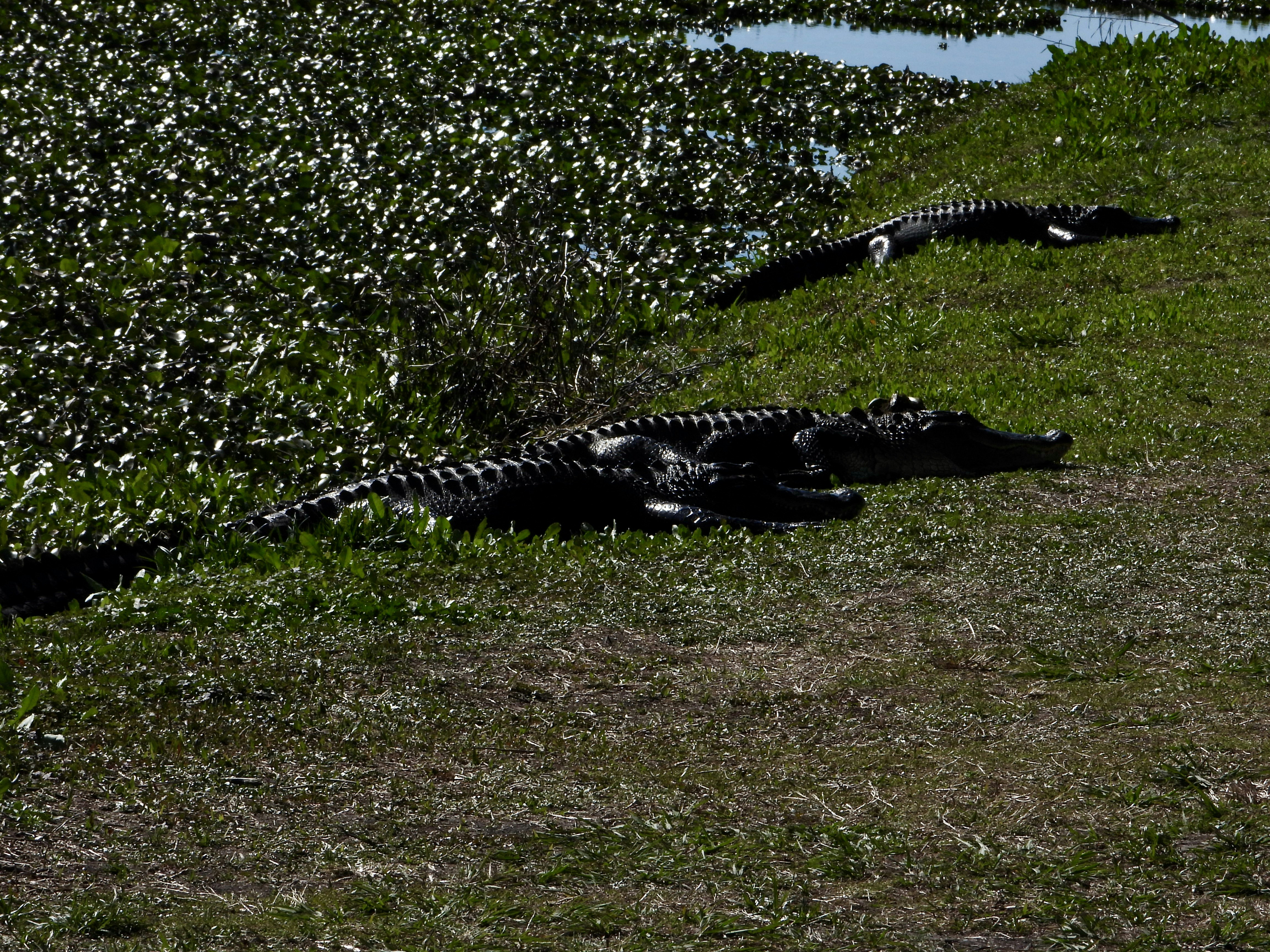 Alligators basking on the riverbank amidst lush vegetation and calm waters.