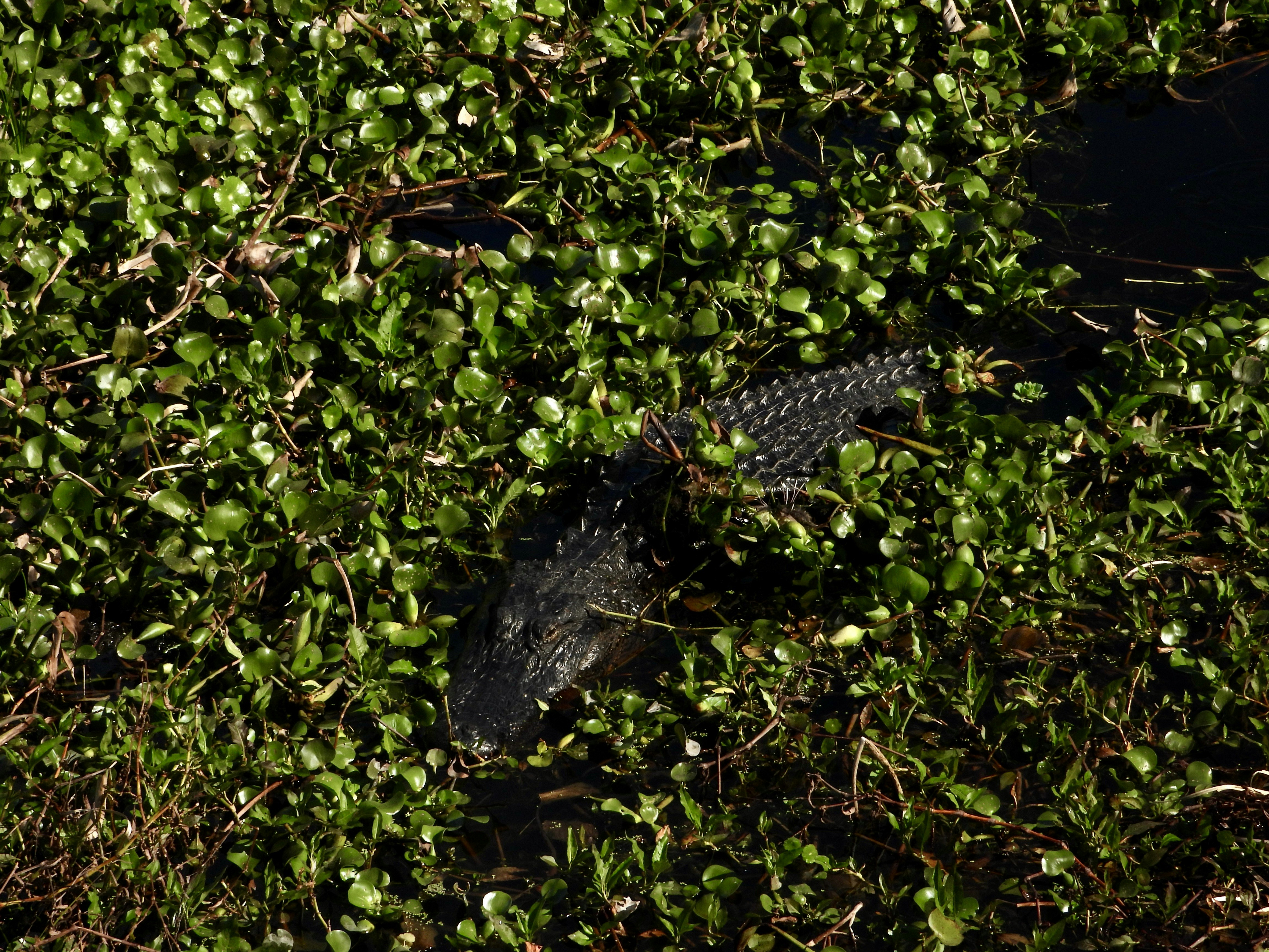Emerald Marsh Veil: Crocodile in Quiet Ambush