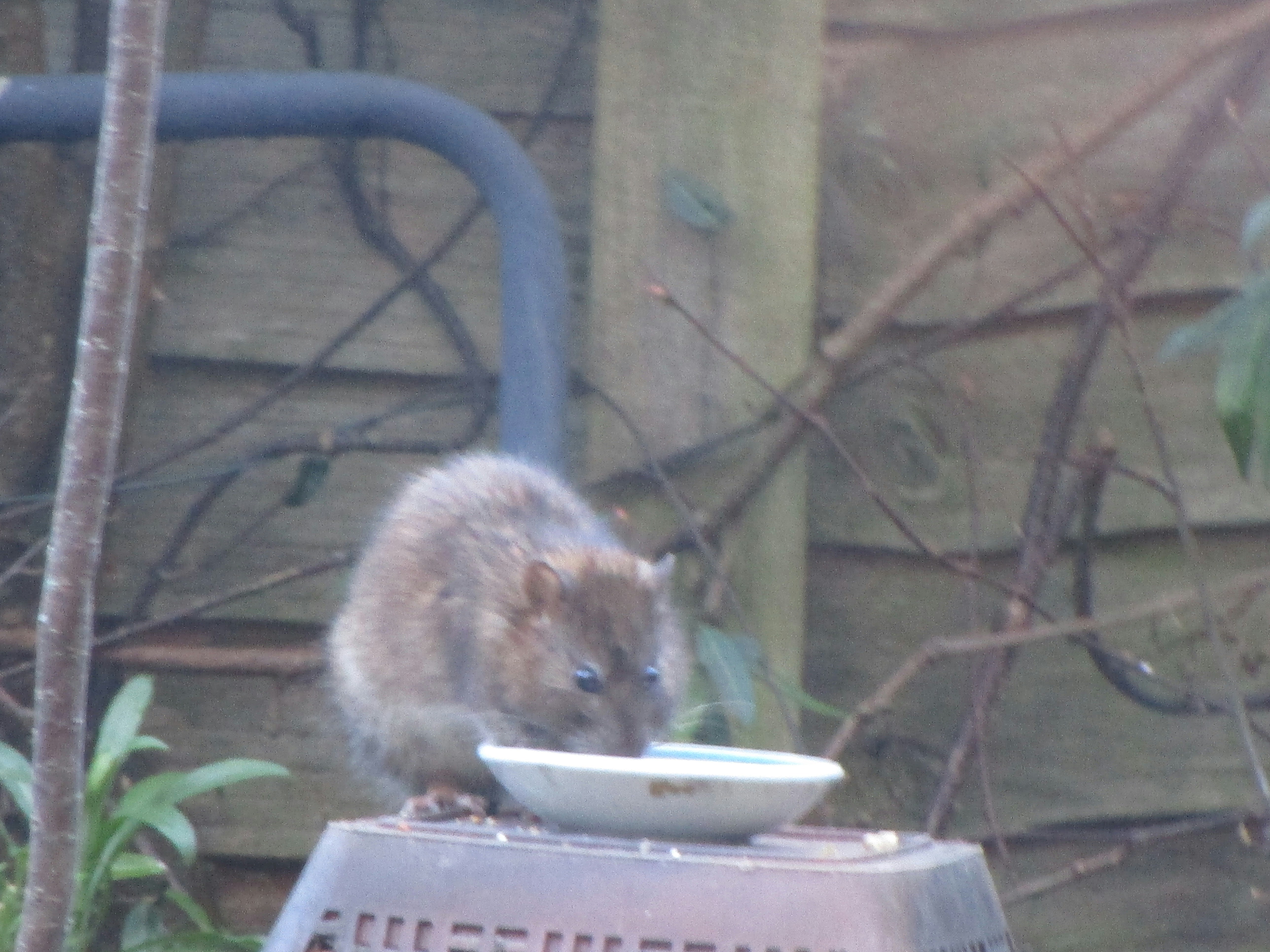 Nibbling Beneath the Fence: A Curious Garden Rodent at a White Bowl Feeder