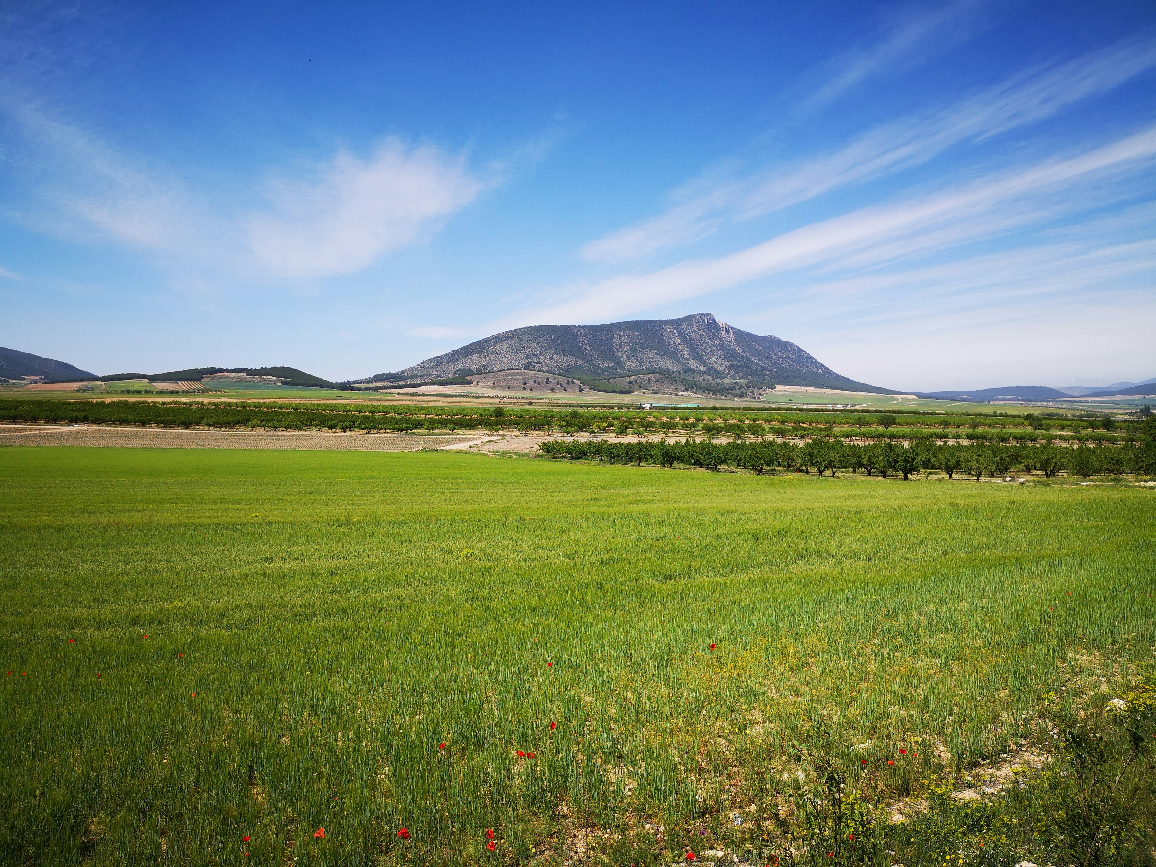 Expansive green field with a distant mountain under a bright blue sky streaked with wispy clouds.