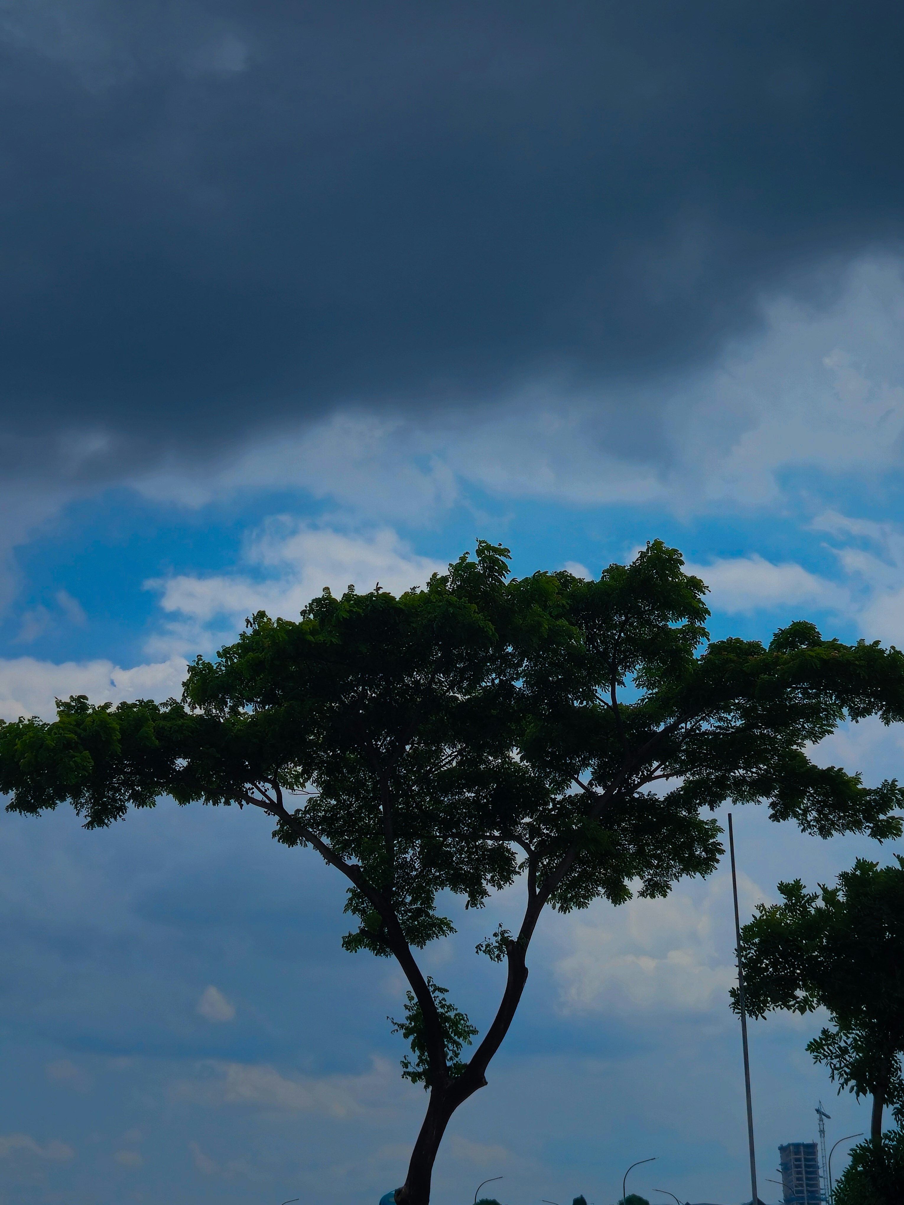1000+ Sky And Tree Pictures | Download Free Images on Unsplash