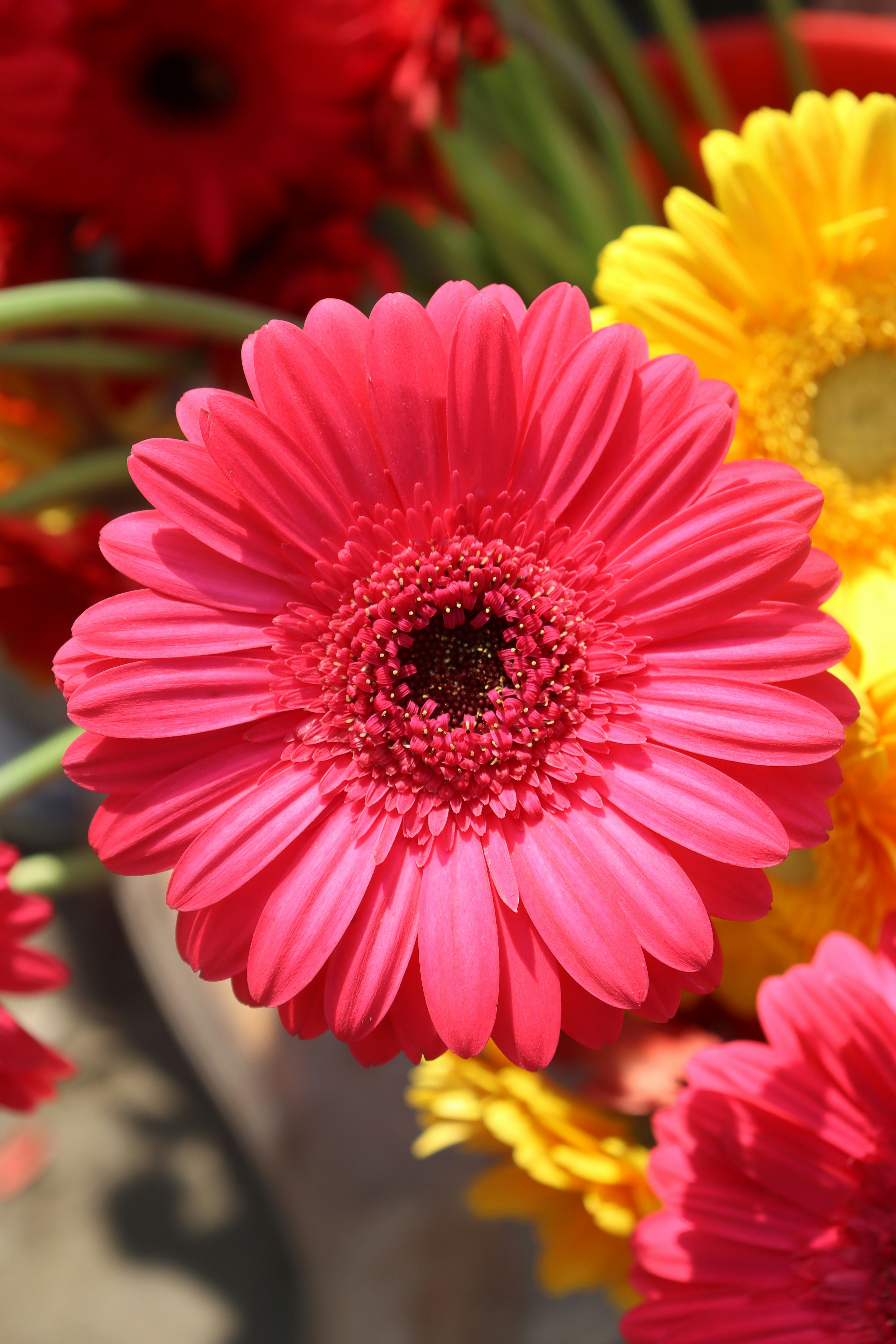 A close up of a bunch of colorful flowers photo – Free Blossom Image on ...