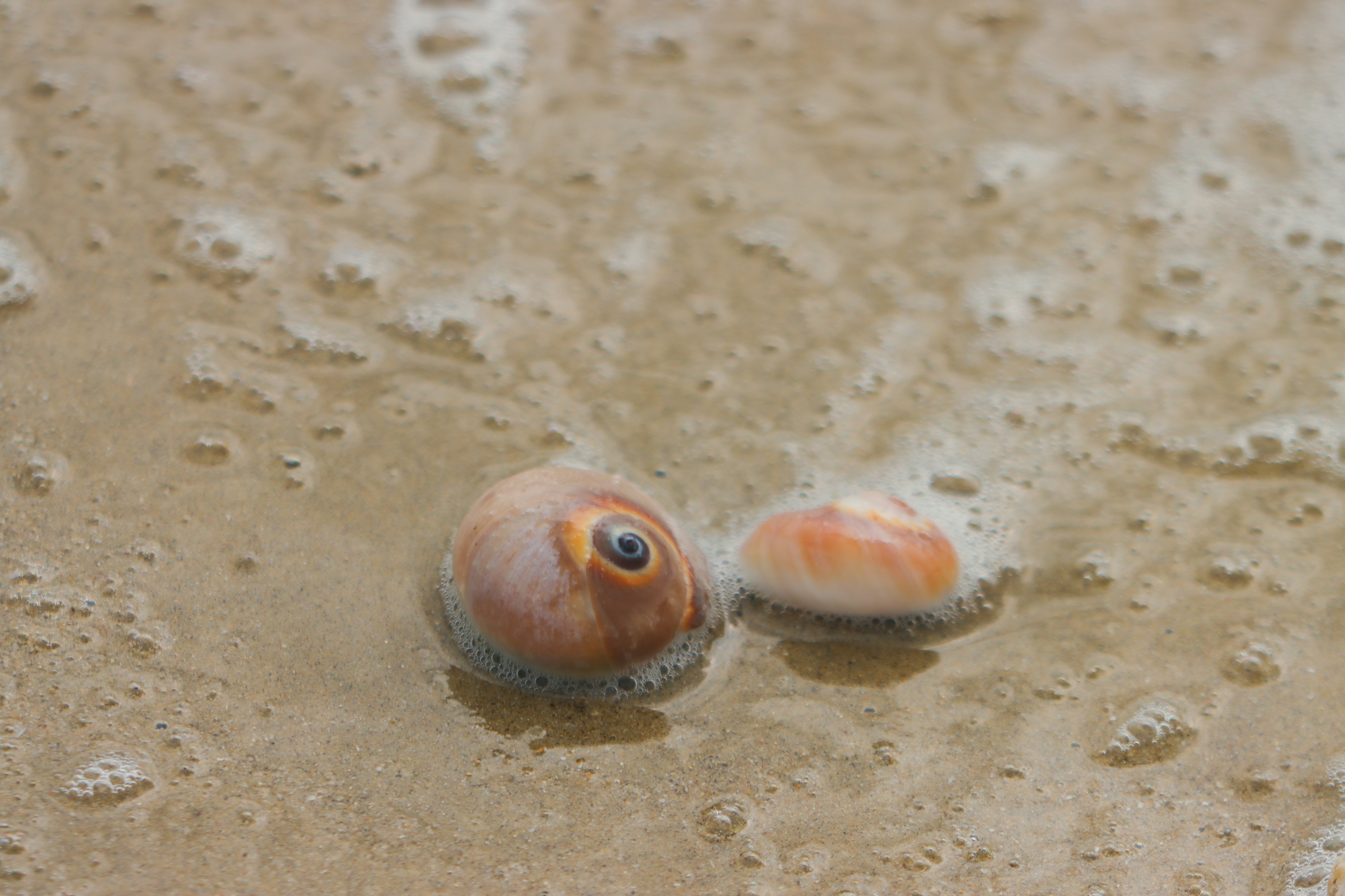 Orange-Tinted Seashells on Tide-Washed Beach Sand