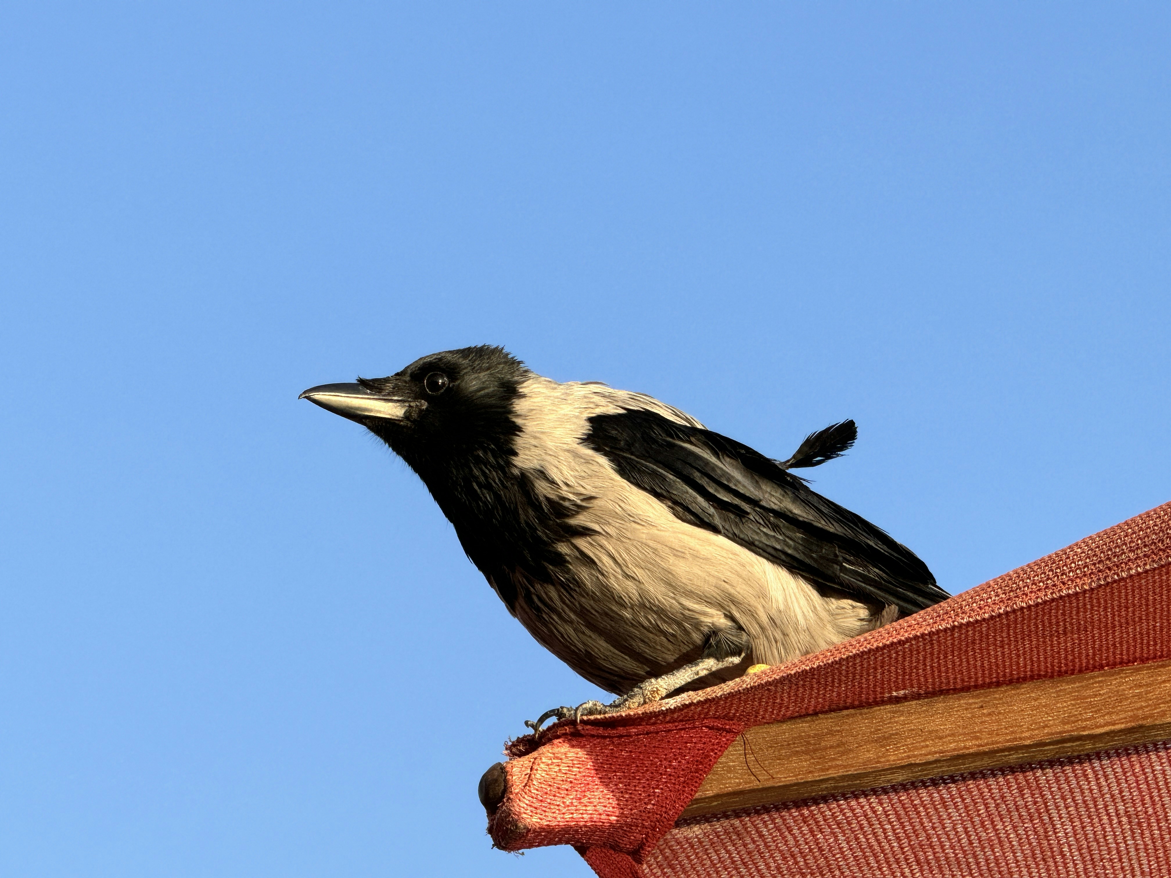 Crow perched on a red ledge beneath a clear blue sky