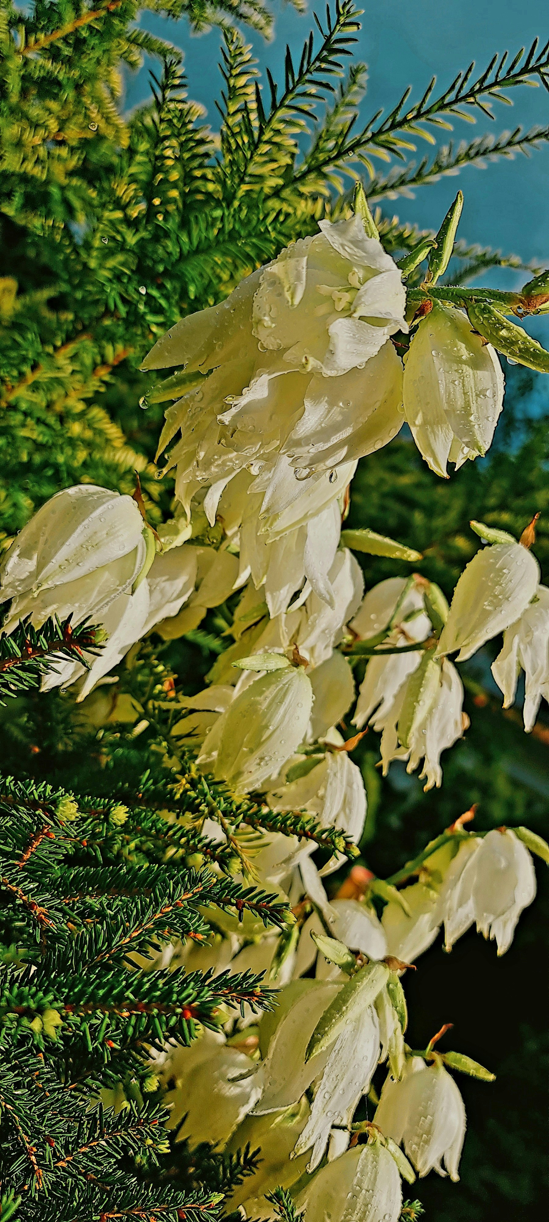 Dew-Kissed Snowbells Draped Over Pine Needles