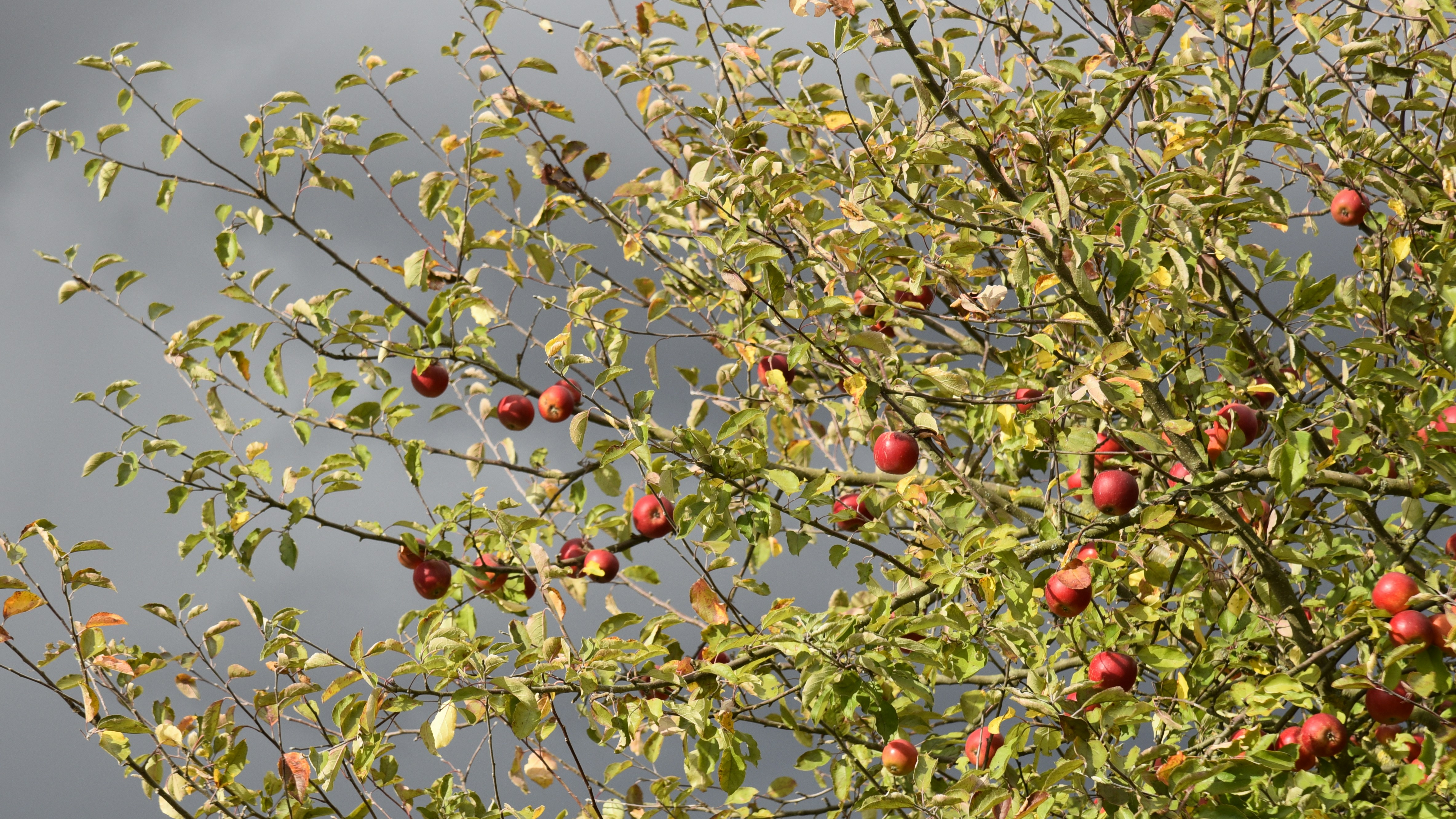 Apple tree with ripe red apples against a cloudy sky.