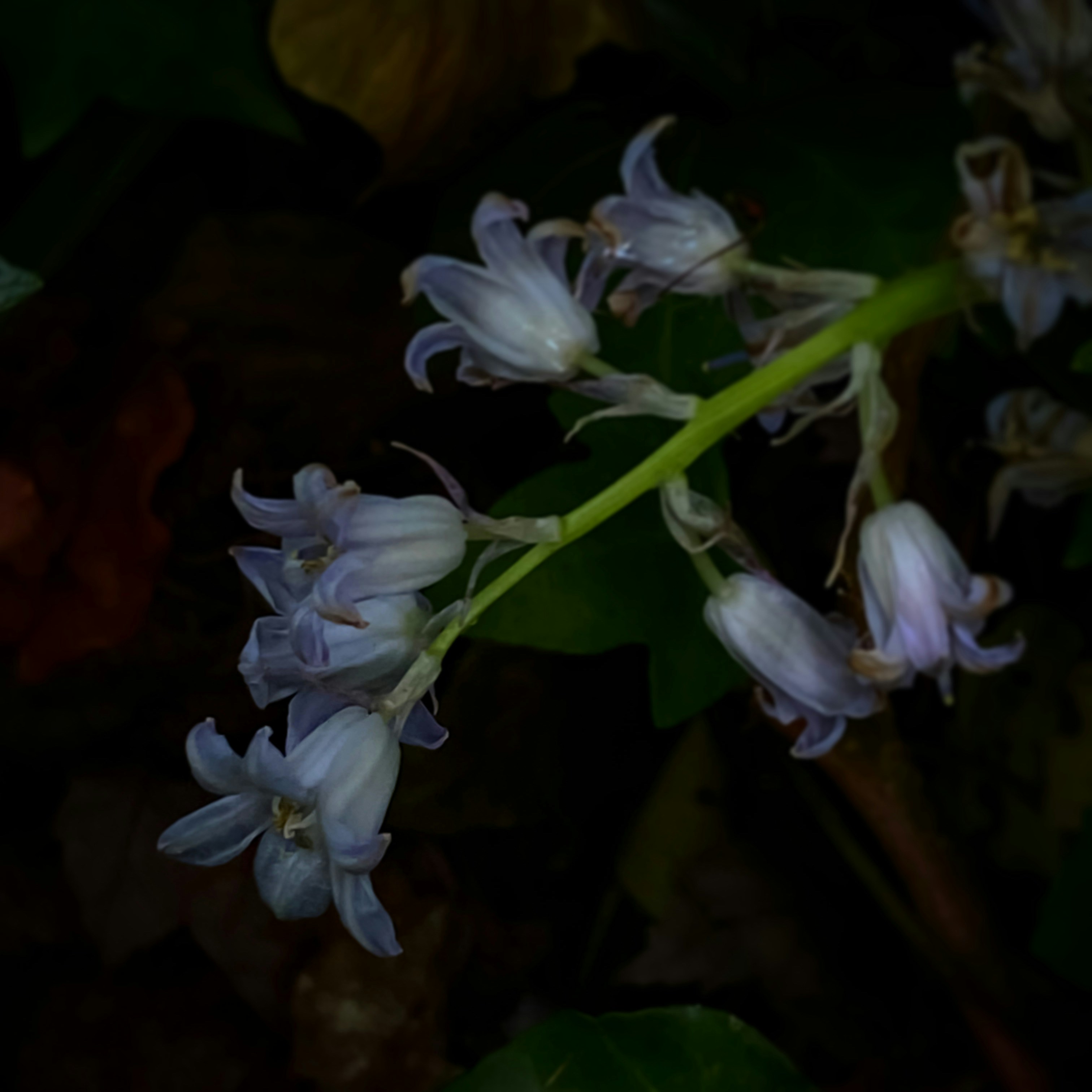 Colonial Bloom: A Moonlit Cluster of Lilac-Blue Bells