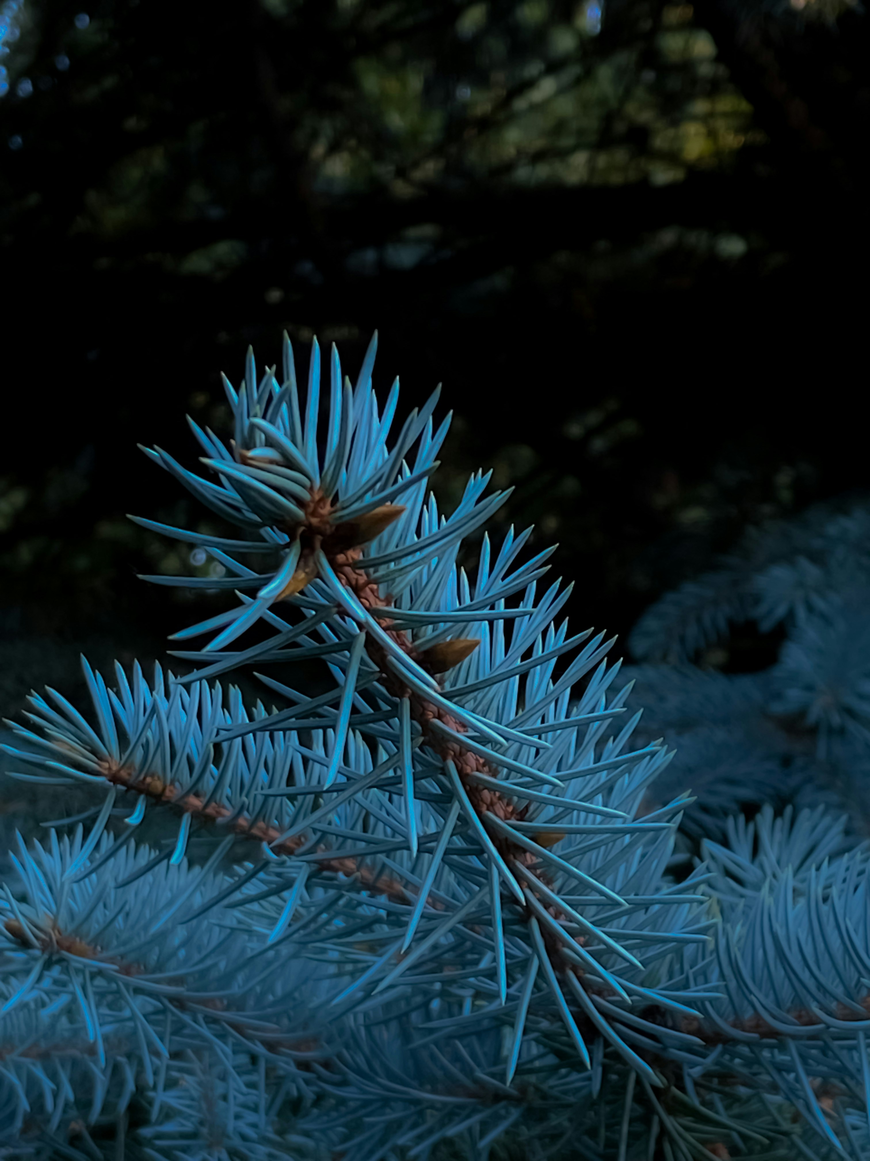 Midnight-Blue Spruce: Close-Up of Electric Needles in a Shadowed Forest