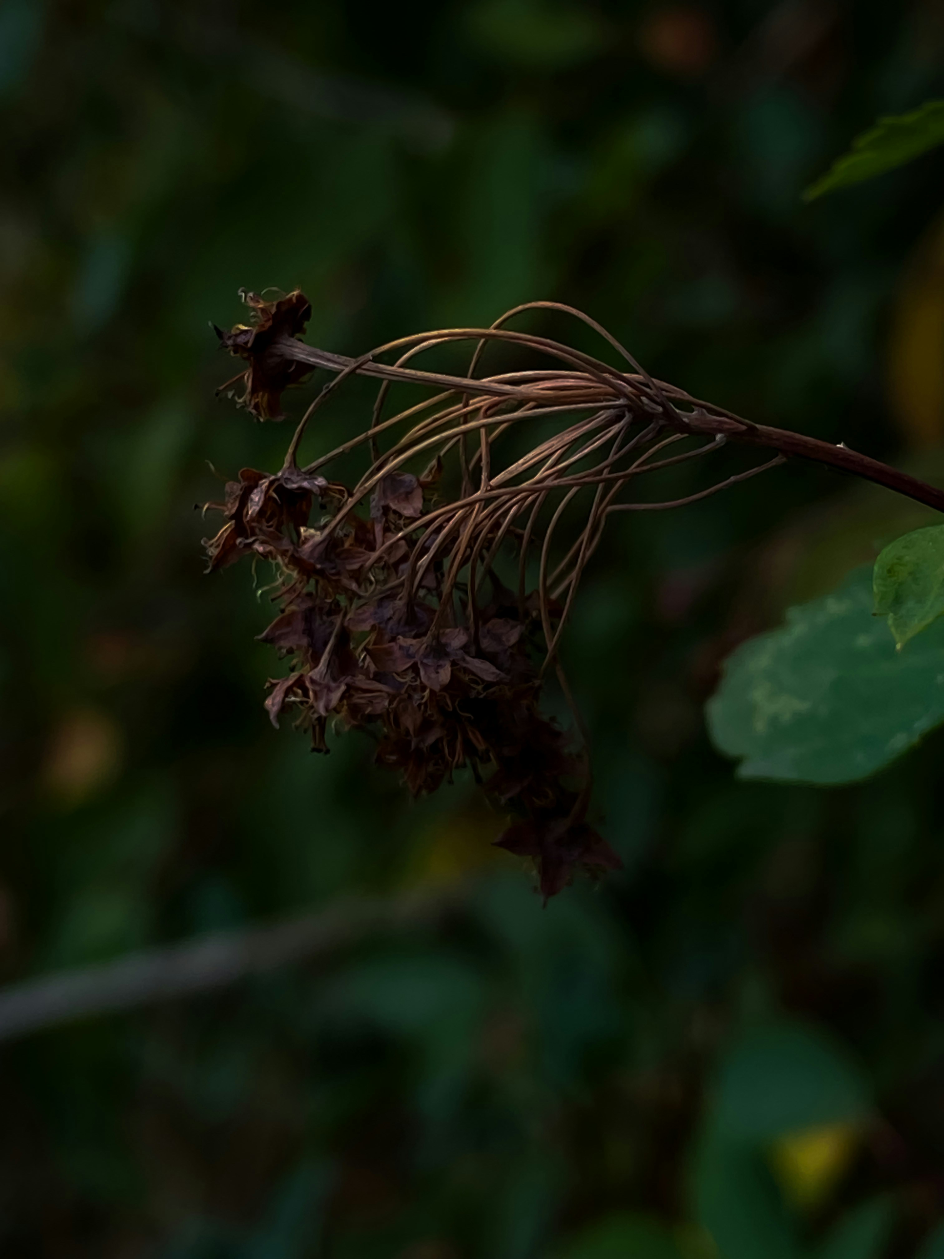 45,628+ Dying Flower Pictures | Download Free Images on Unsplash