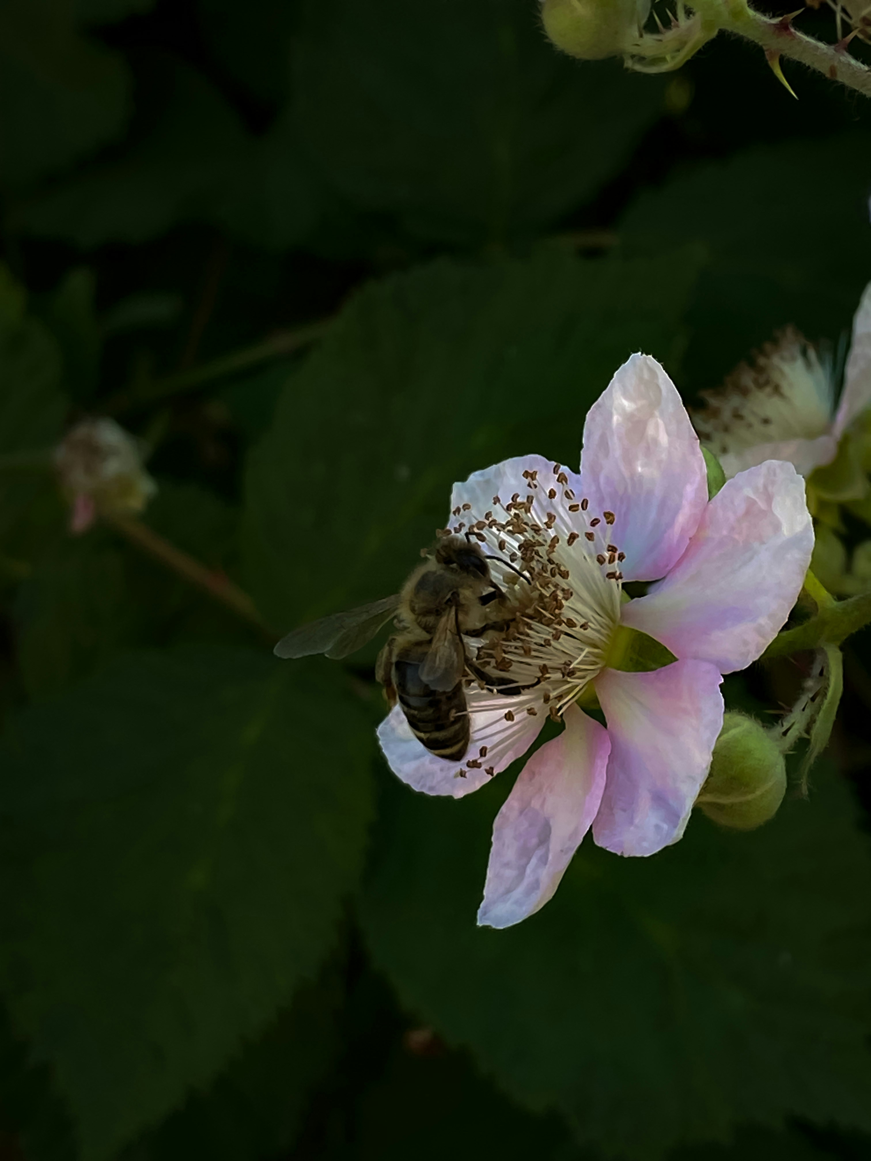 Pollinator at Pink Velvet Bloom: a honeybee on a pale pink blossom