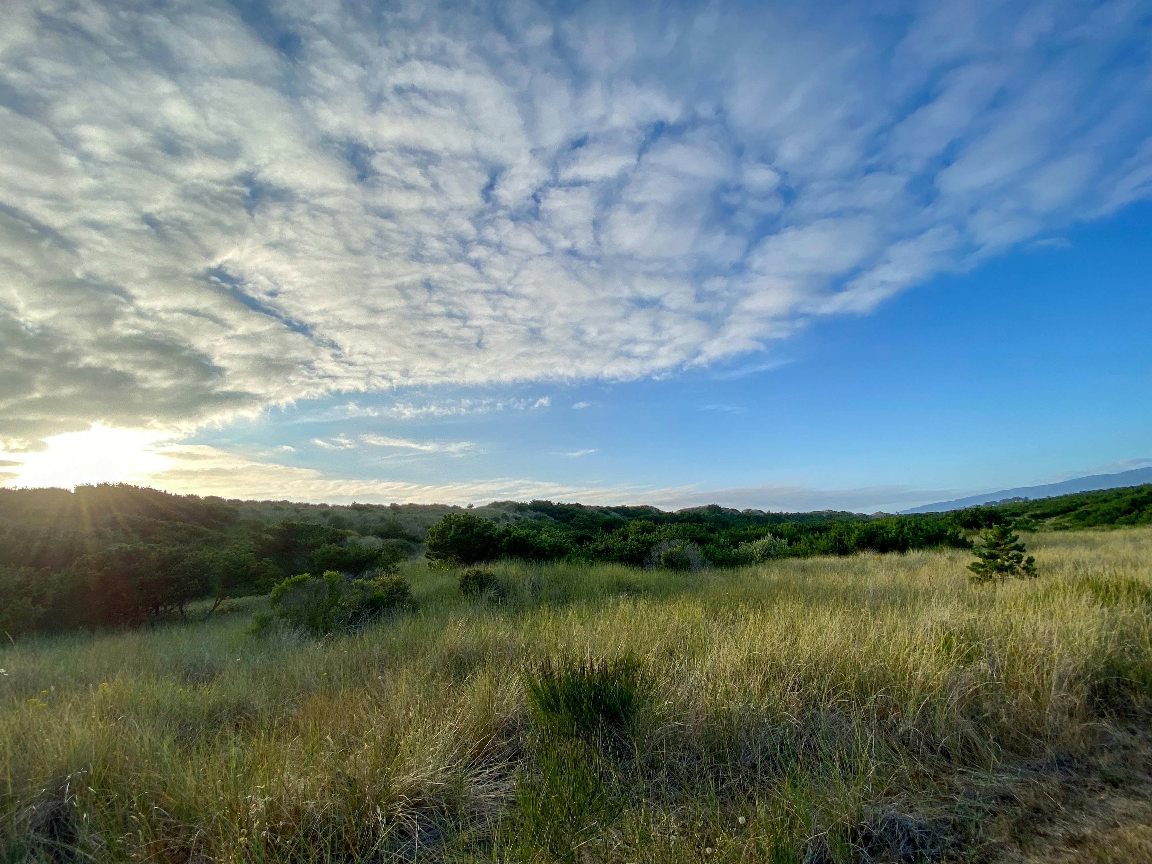 Dawn over Coastal Grasslands: Soft Light and Open Skies