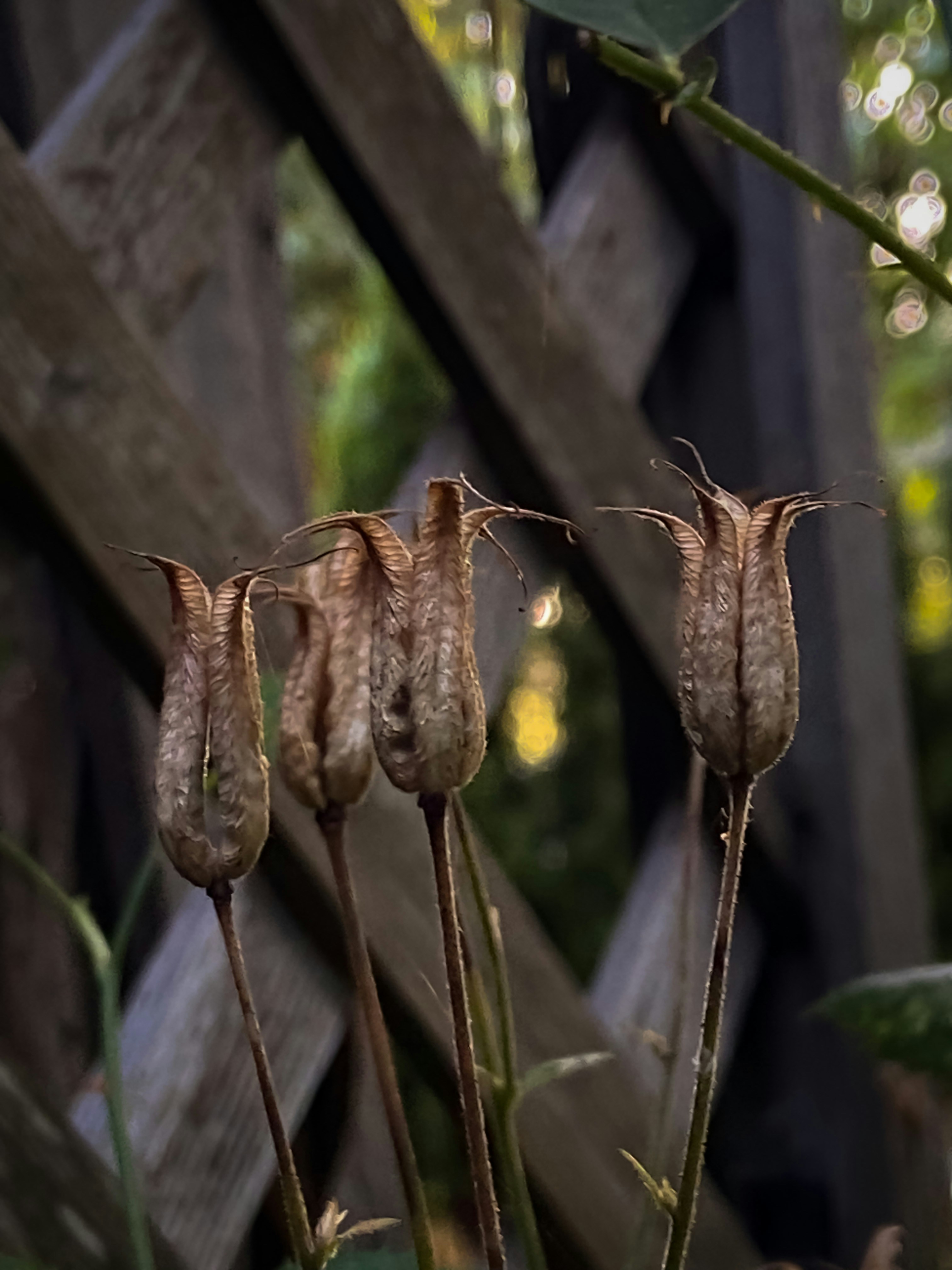 Withered seed pods stand tall before a weathered lattice at dusk
