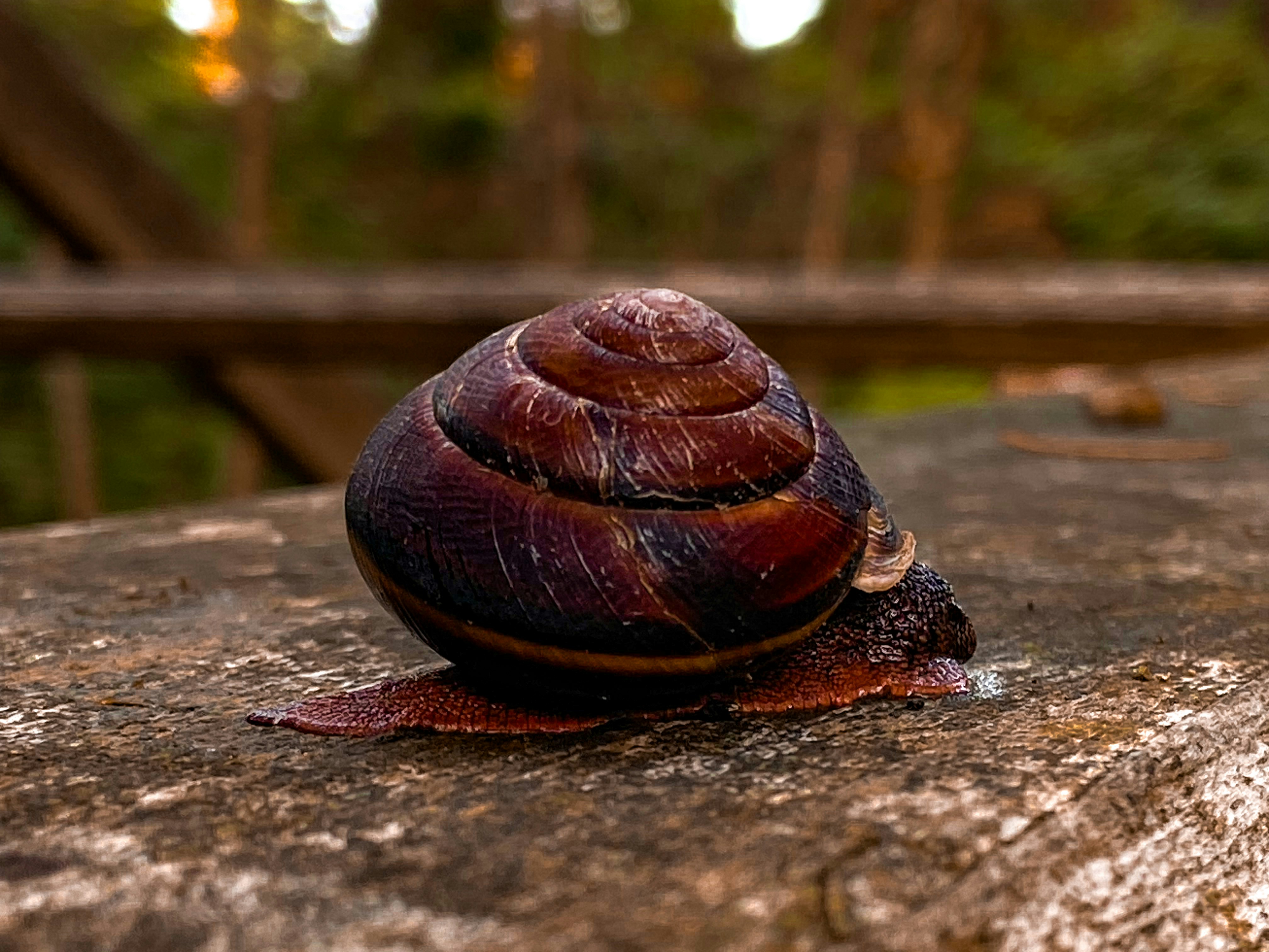 Coiled Snail on Weathered Wood Beneath Forest Light