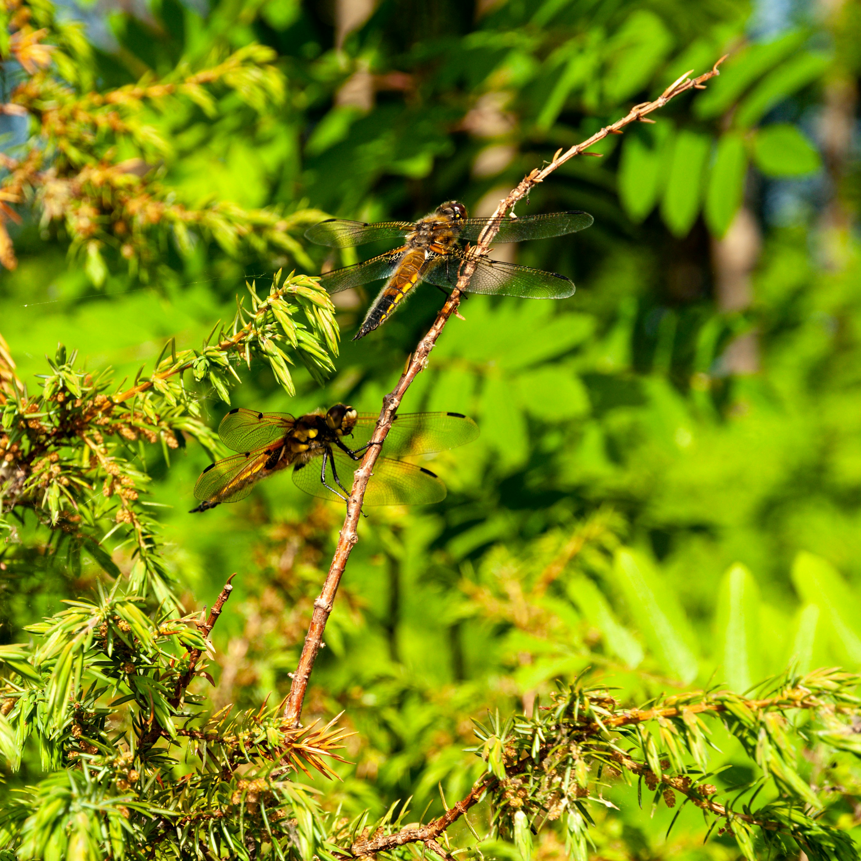 Two Dragonflies on a Sunlit Juniper Branch