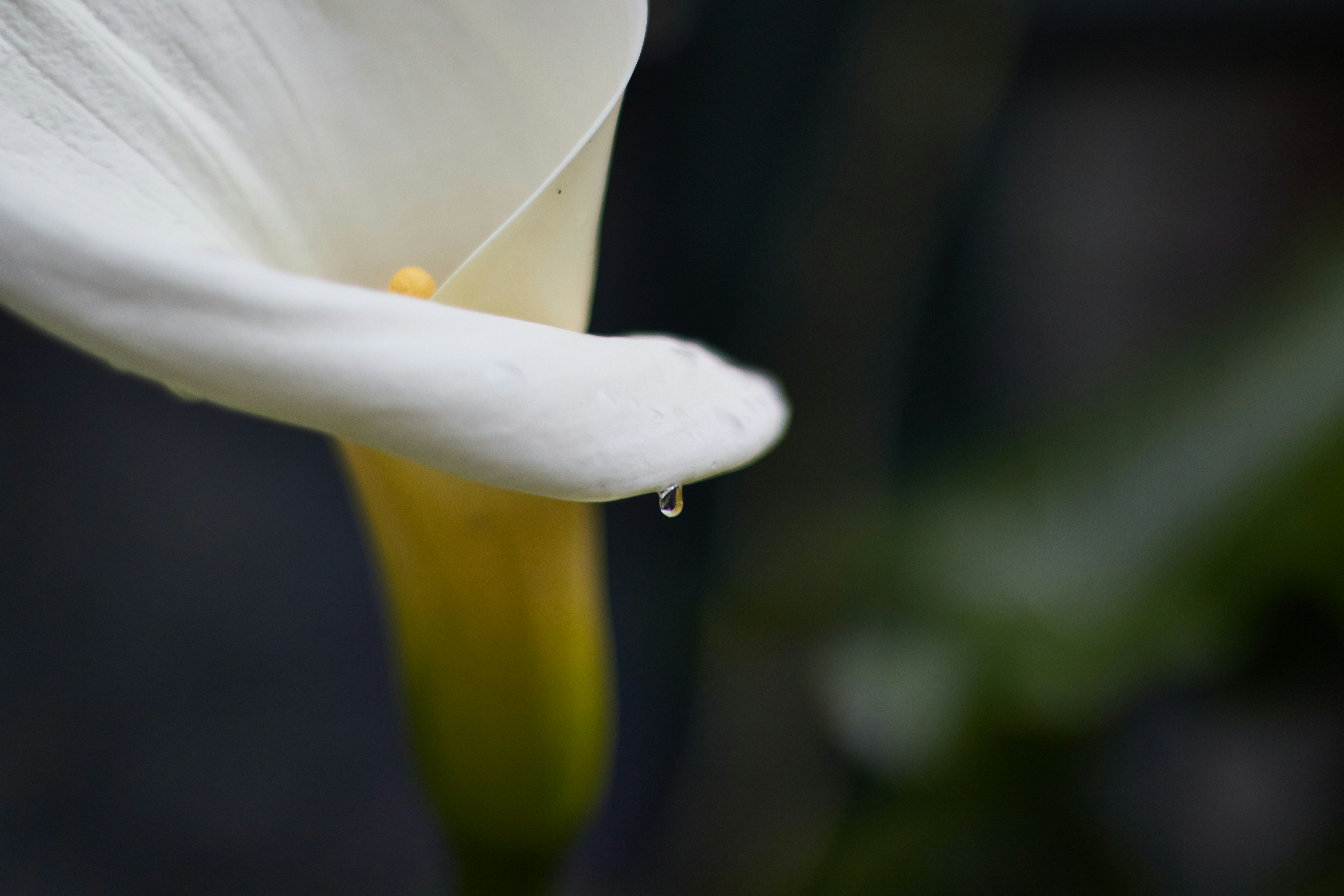 Edge of the Drop: A Minimalist Calla Lily in Soft Light