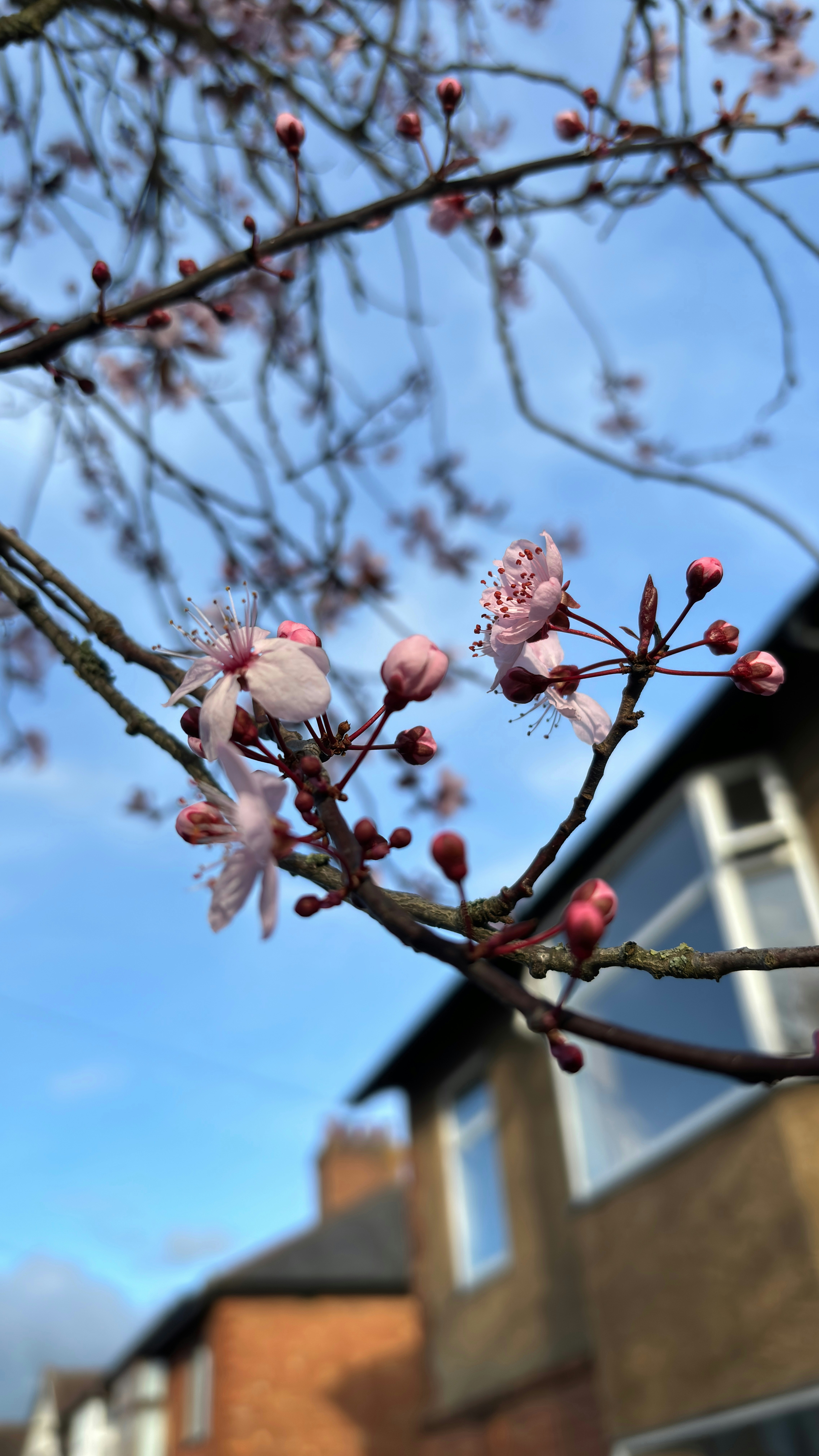 Petals in Focus: Spring Quiet on a Sunlit Street