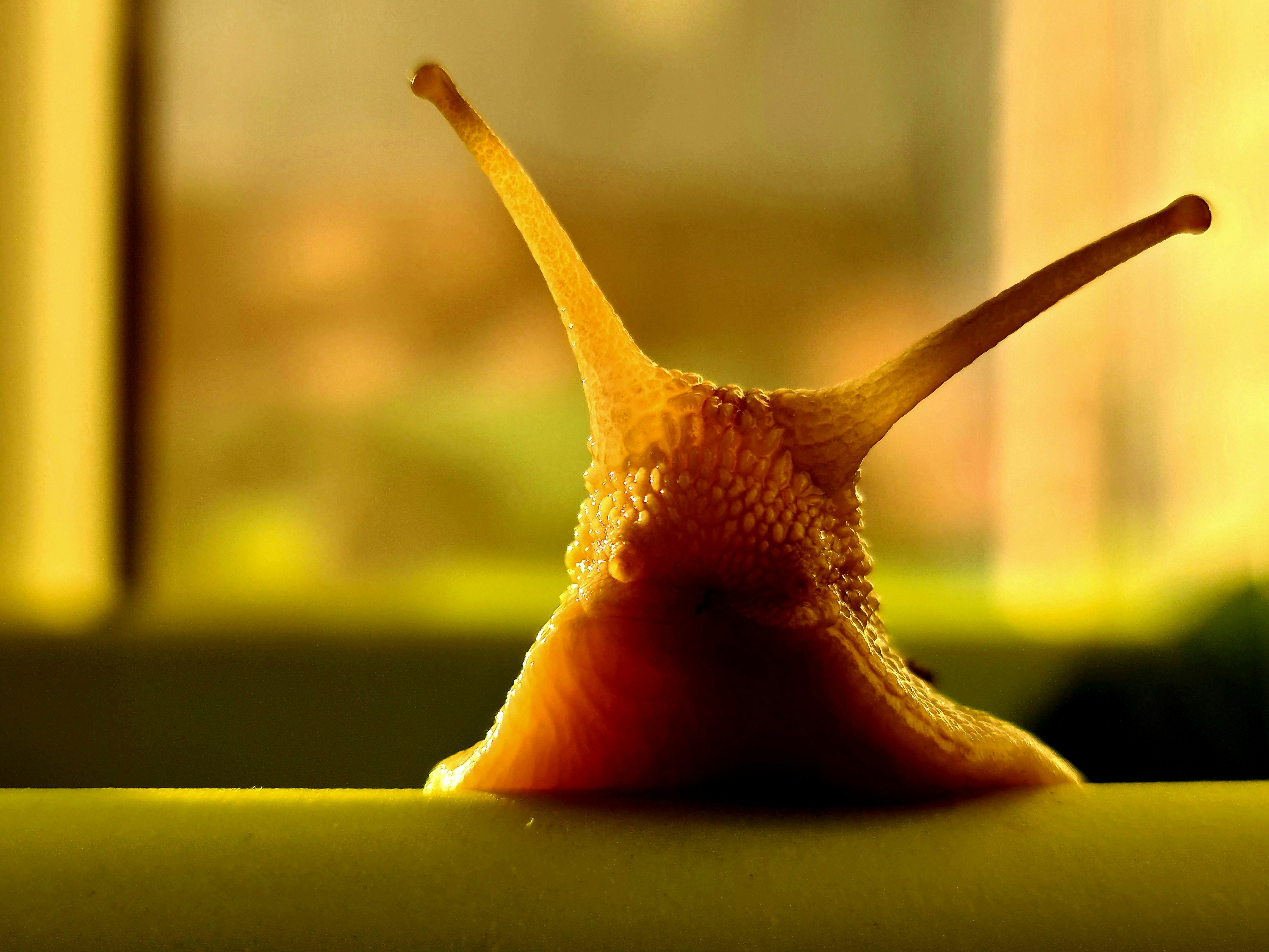 Amber Sentinel on a Sunlit Window Sill