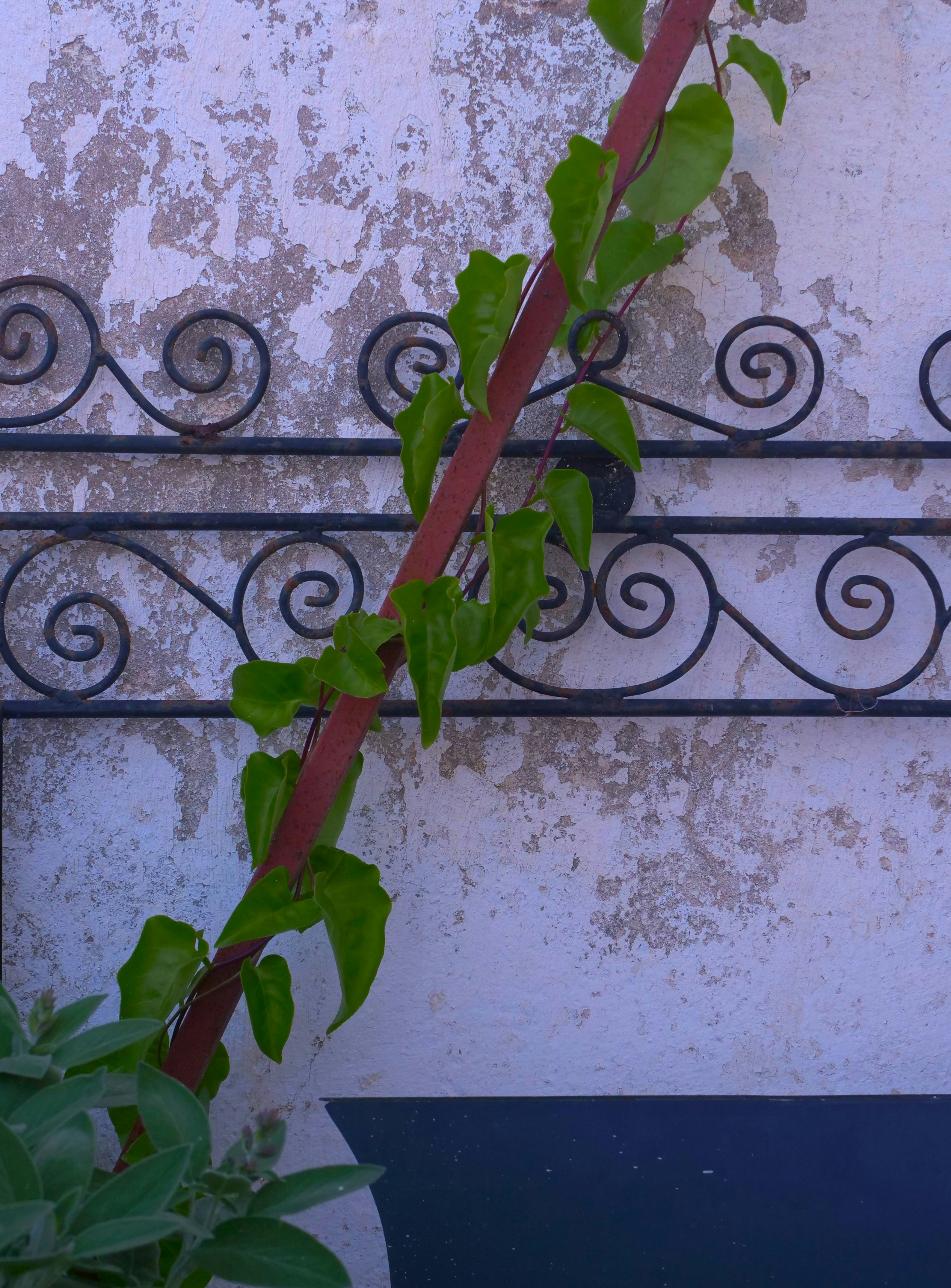 A plant is growing on the side of a building photo – Free Nature Image ...